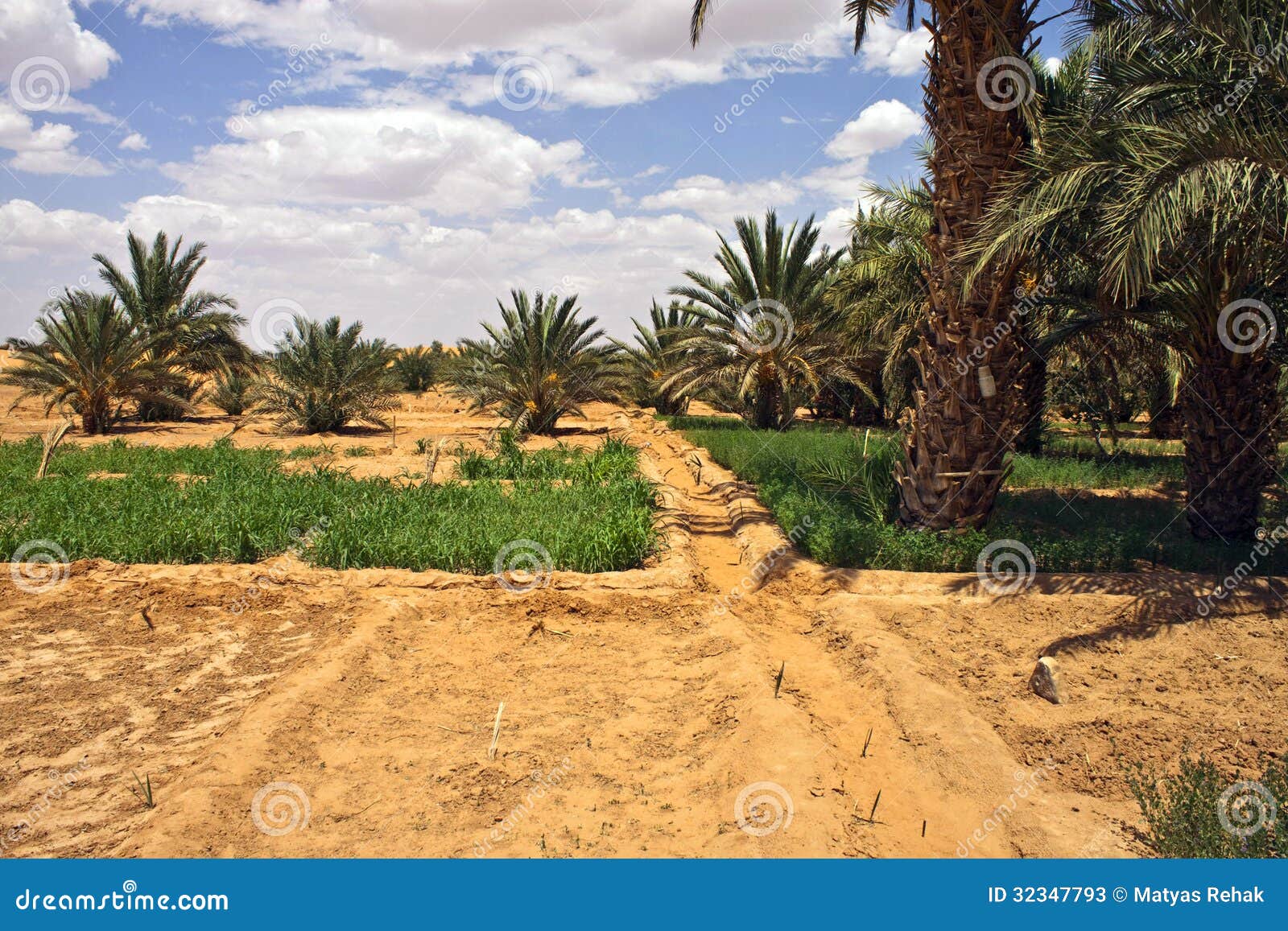 Fields in desert stock image. Image of saharan, palm - 32347793