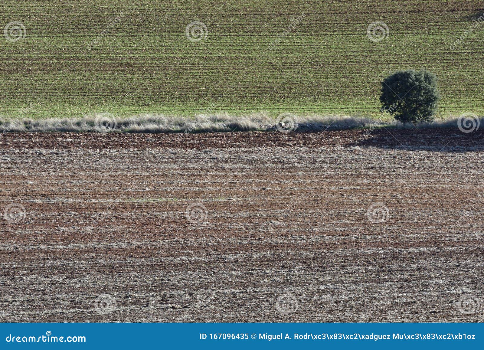 Fields of Different Colors and Textures with Oaks of Different Sizes ...