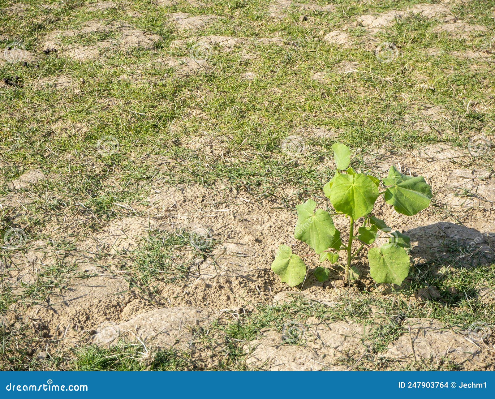 The Fields are Dry, the Ground is Broken and Grass Stock Photo - Image ...