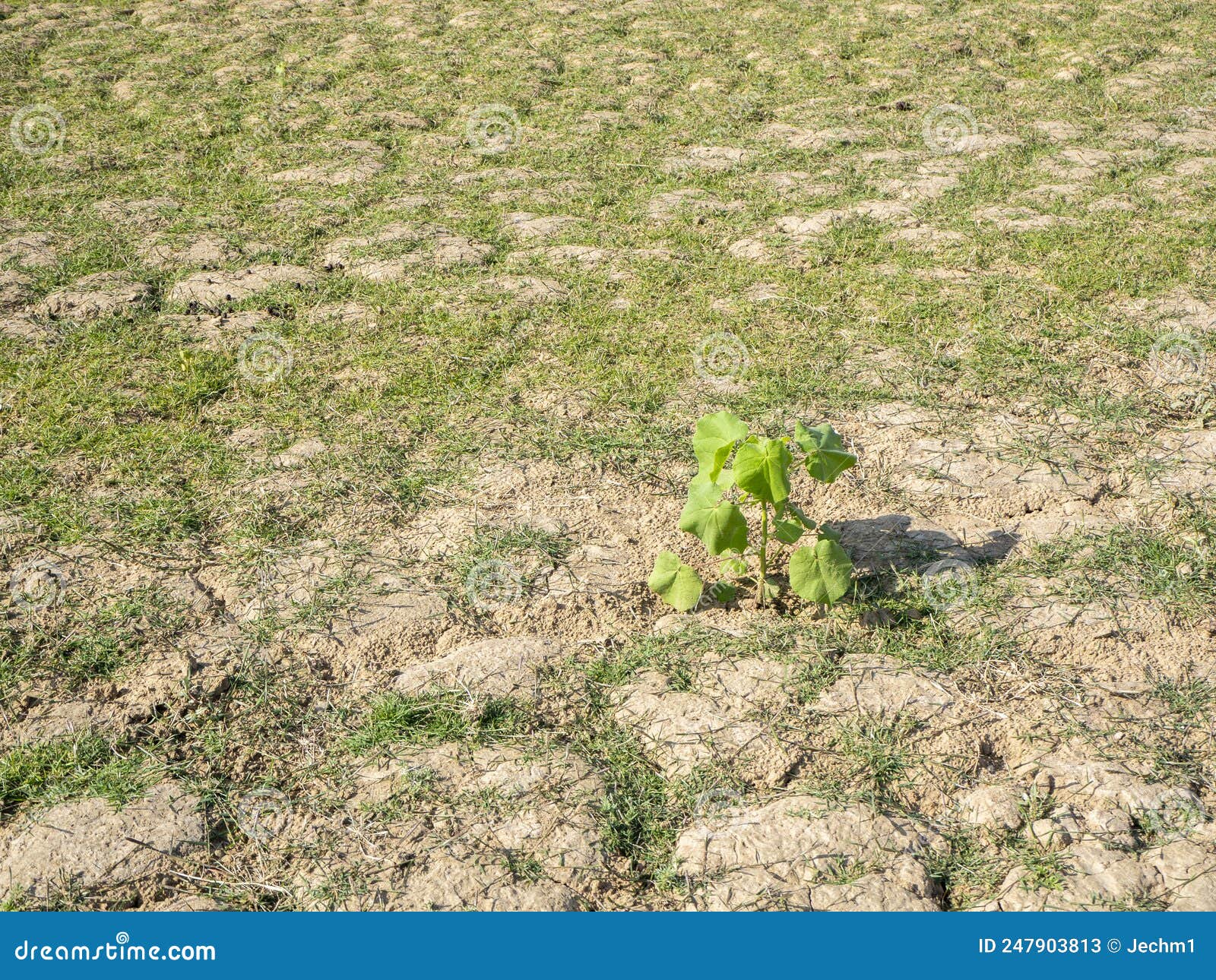 The Fields are Dry, the Ground is Broken and Grass Stock Image - Image ...
