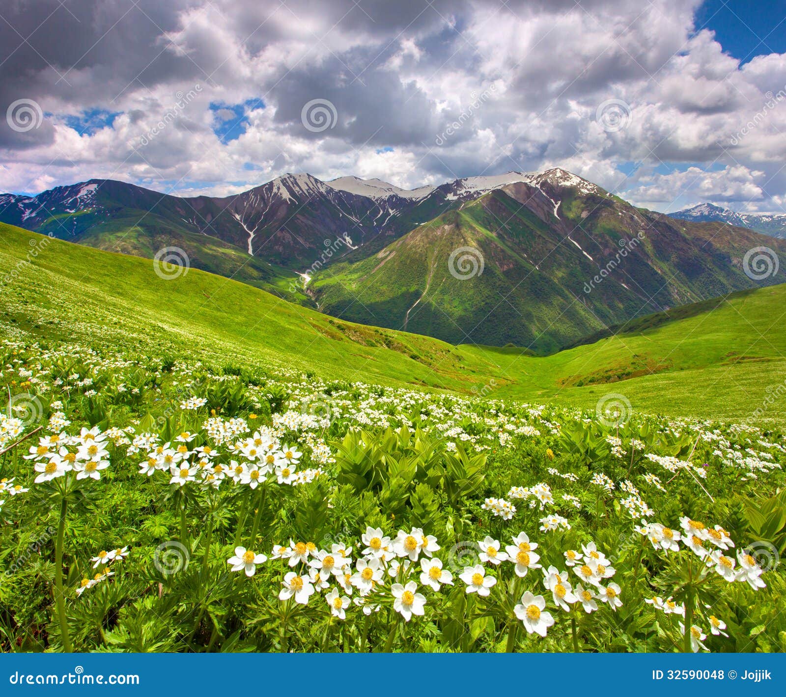 Fields of Flowers in the Mountains. Stock Photo - Image of meadow ...