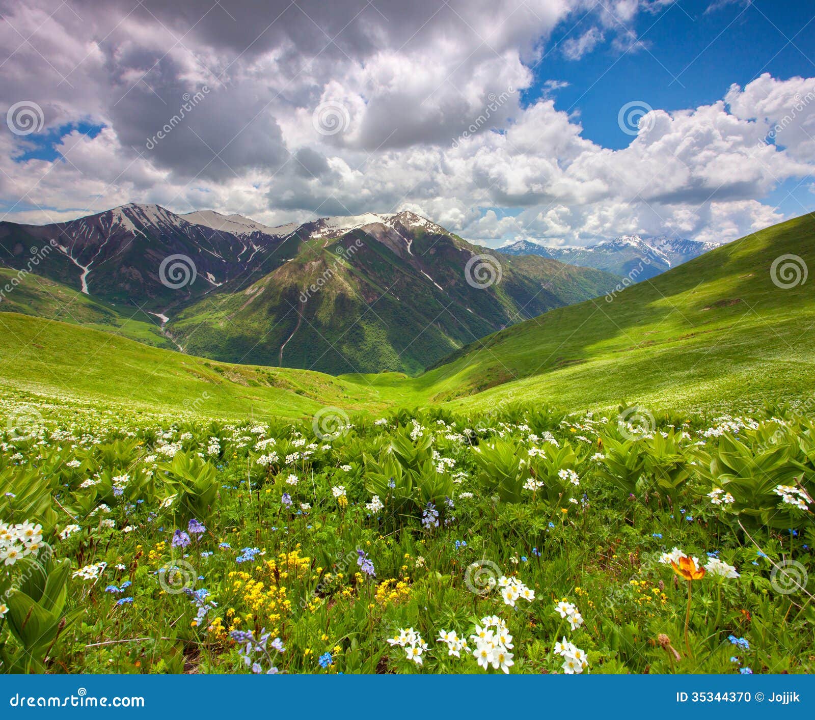 Fields of Flowers in the Mountains. Stock Photo - Image of cloud, daisy ...