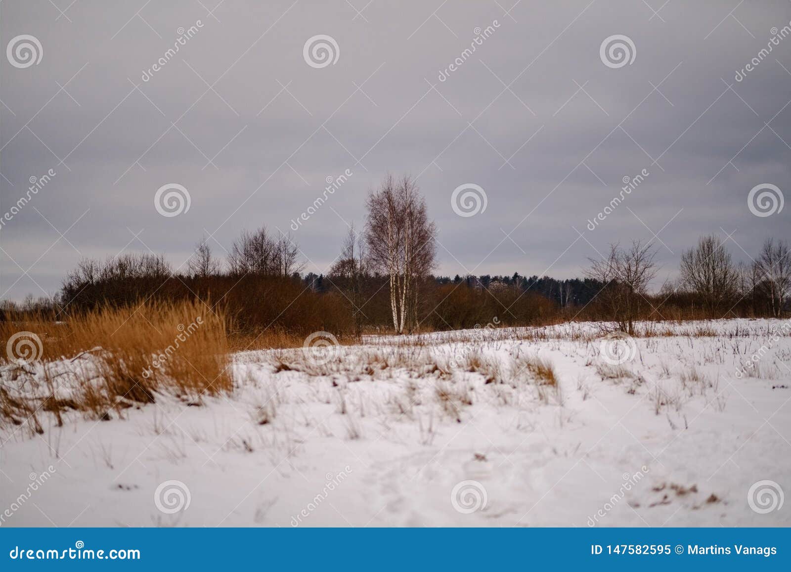 Fields and Forests Covered in Snow in Winter Frost Stock Image - Image ...