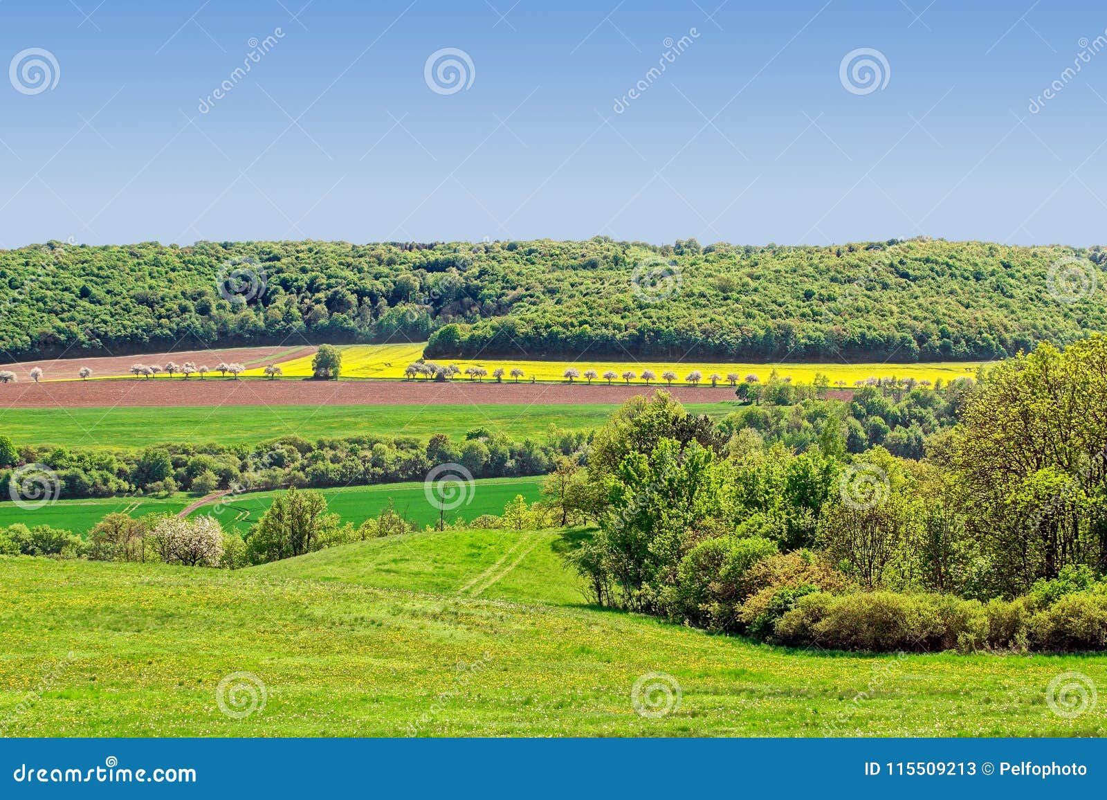 Fields and forests. stock image. Image of farmland, distant - 115509213