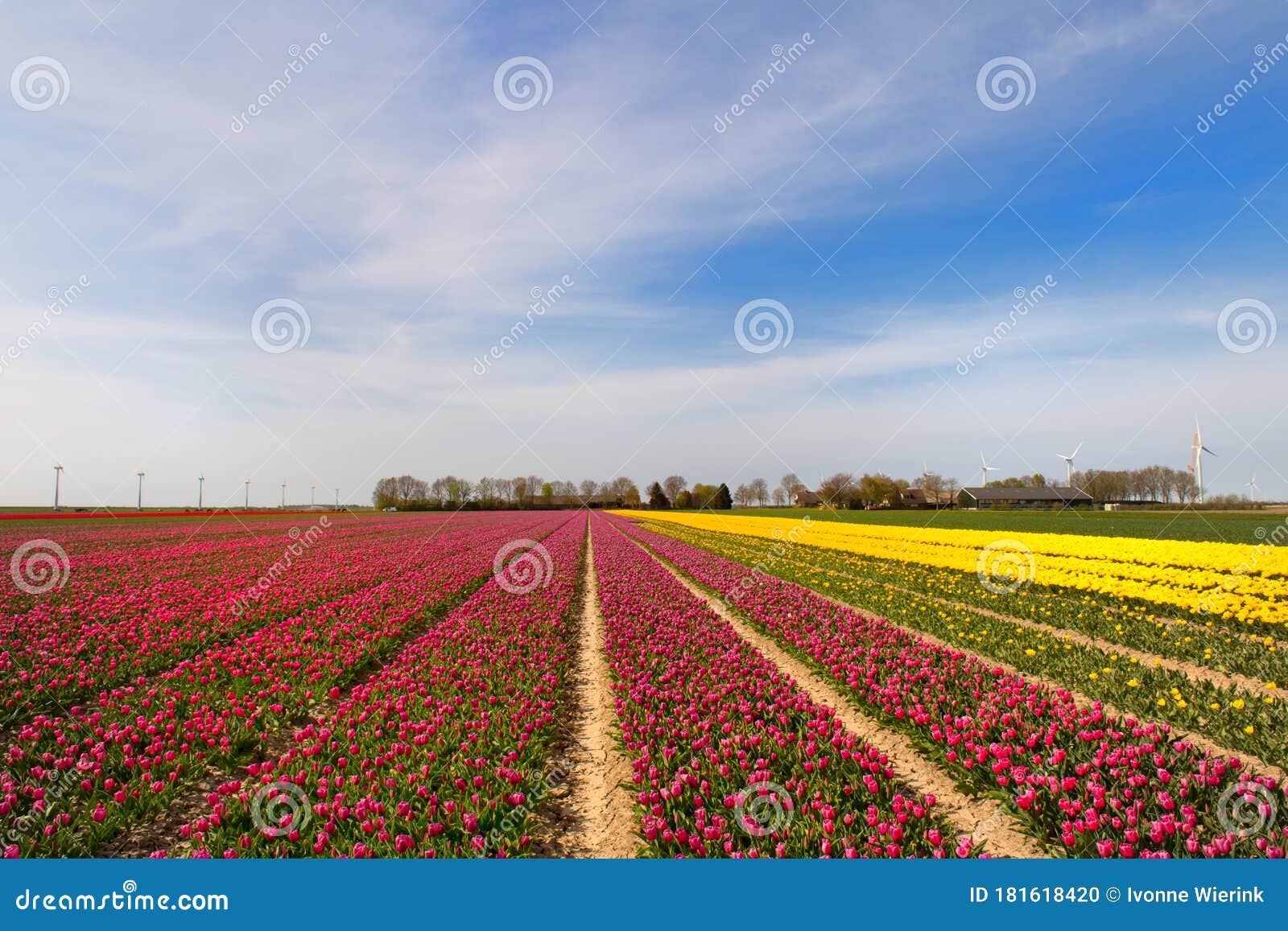 Fields Full of Dutch Colorful Tulips Stock Photo - Image of flower ...
