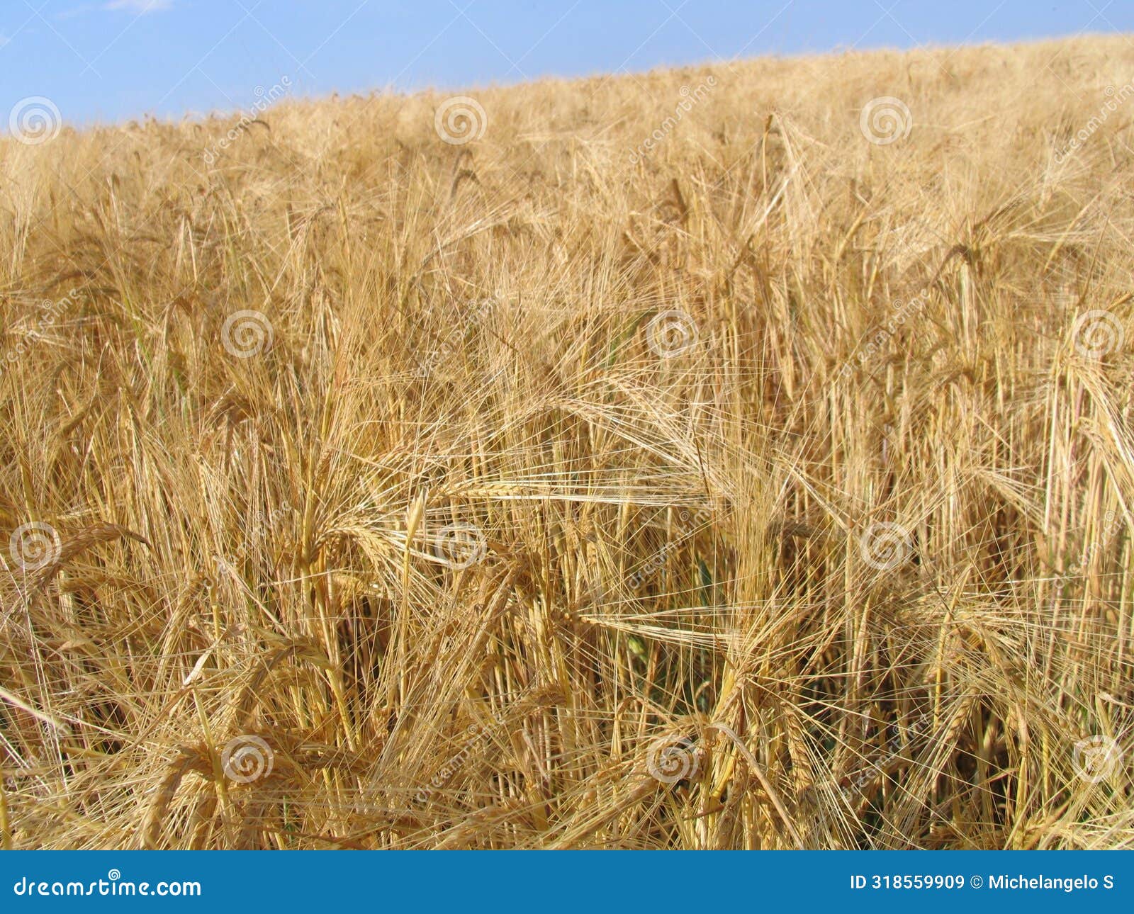 Barcelona, Spain, Flowering Fields in Spring Stock Image - Image of ...