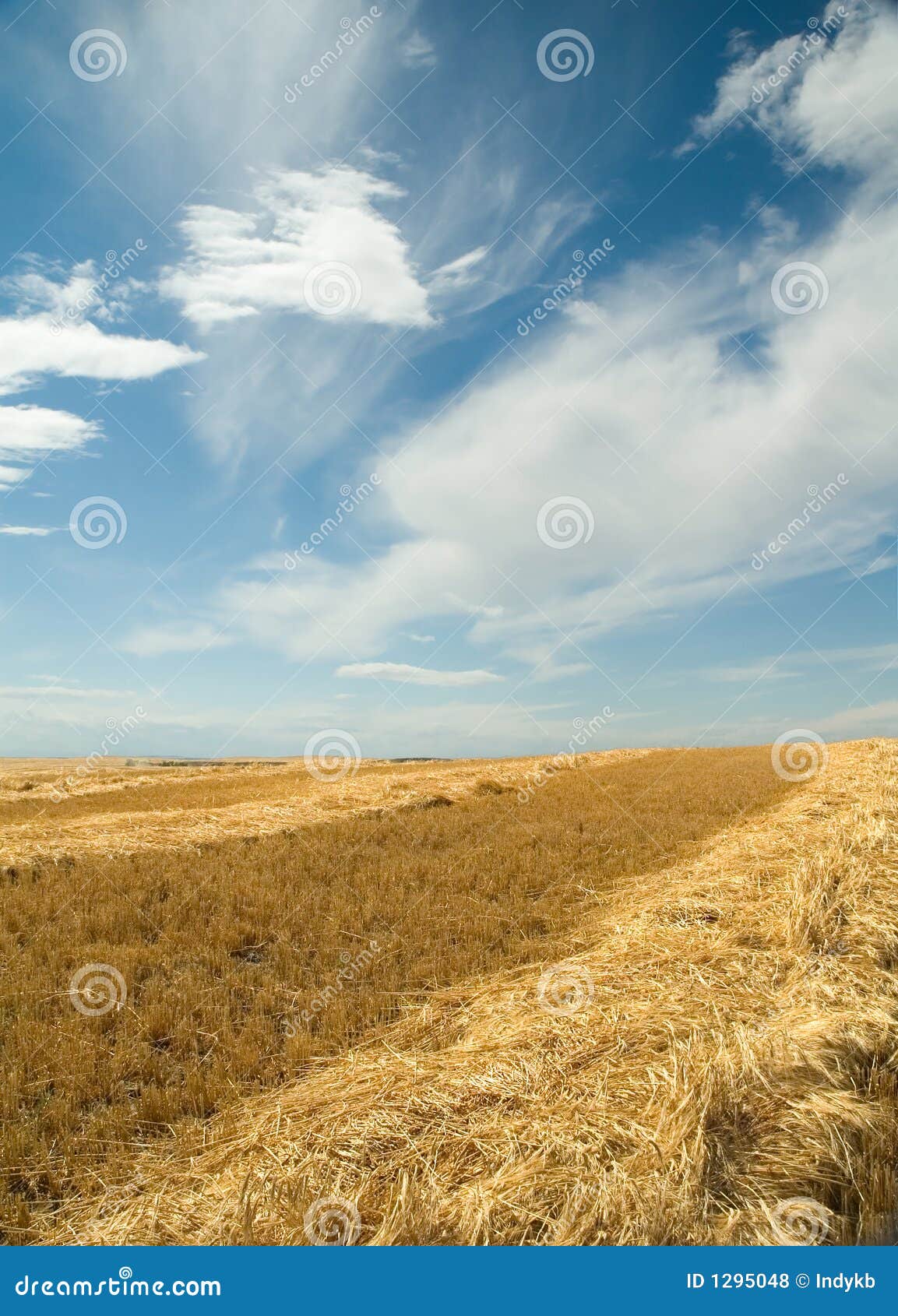 Fields of gold 2 stock photo. Image of autumn, grain, abundance - 1295048