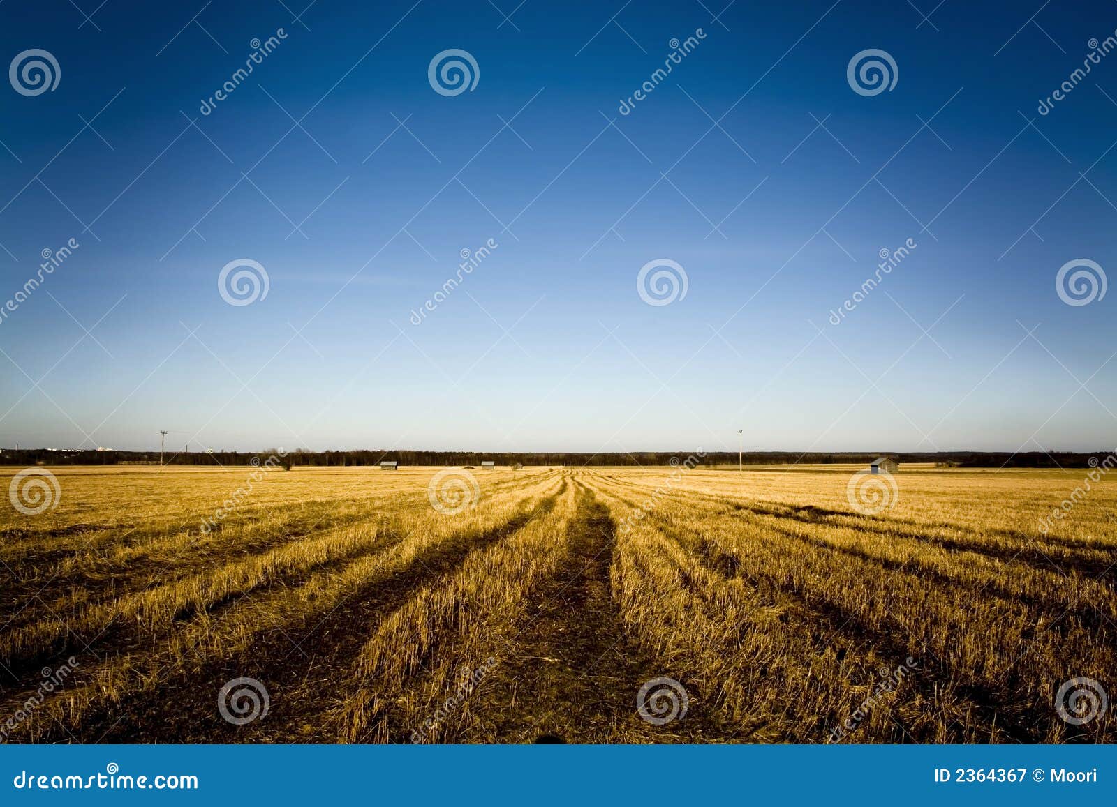 Fields of gold stock image. Image of country, open, field - 2364367