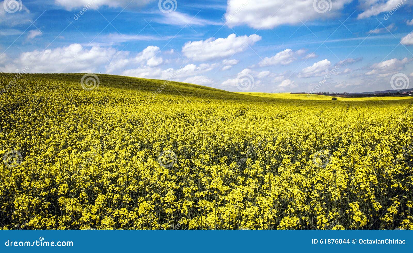 Fields of Gold (canola Flower Fields) and a Blue Sky Stock Photo ...