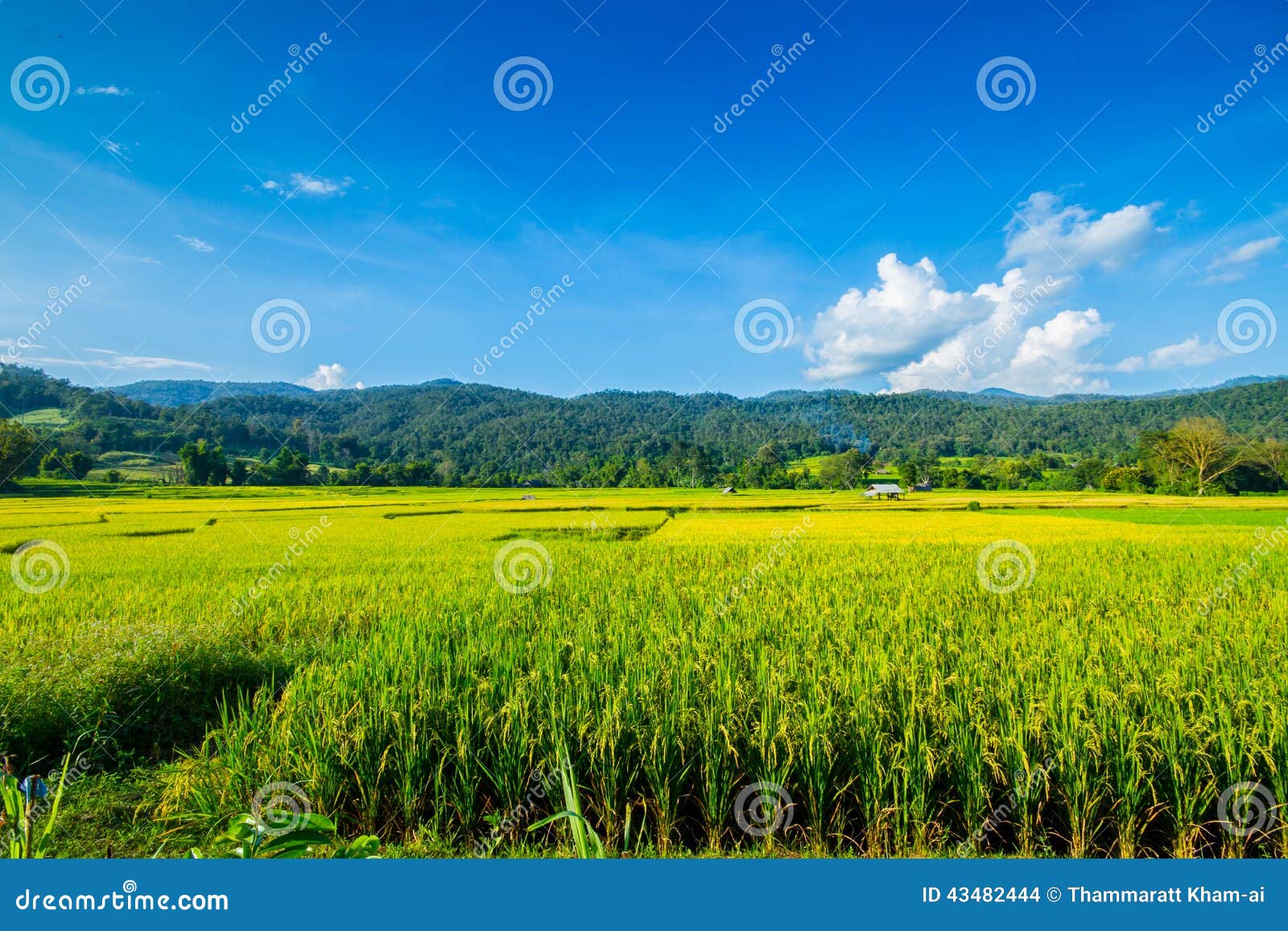 Rice farm stock photo. Image of view, blue, agriculture - 43482444
