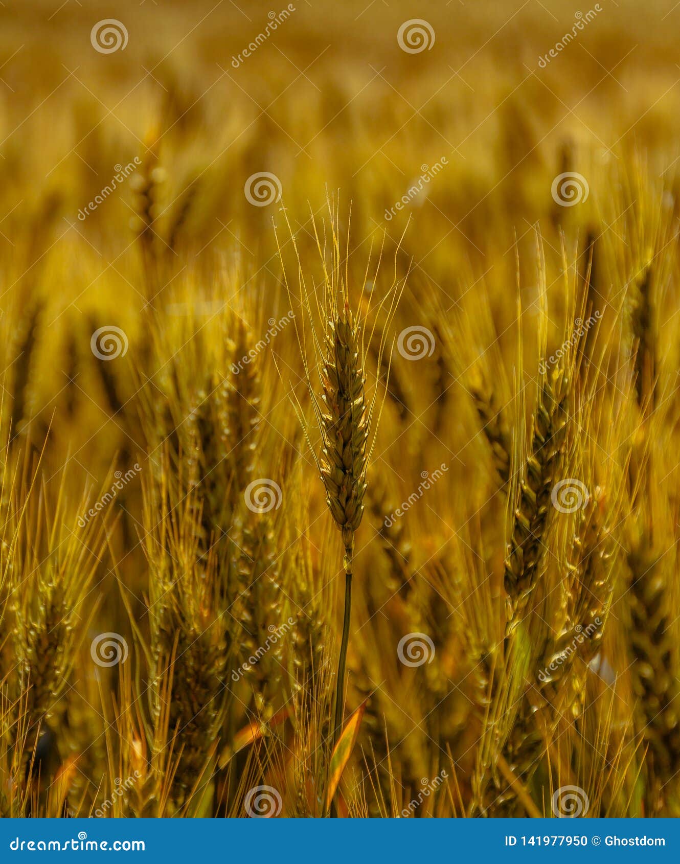 Fields of golden wheet stock photo. Image of orange - 141977950