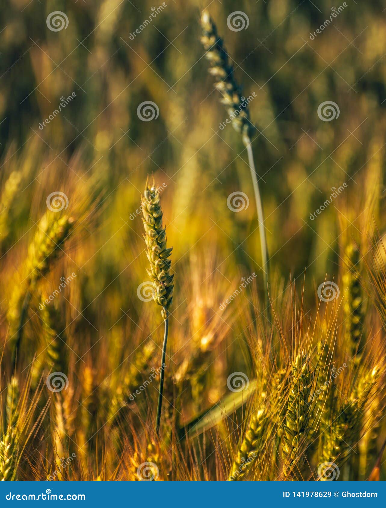 Fields of golden wheet stock image. Image of nature - 141978629