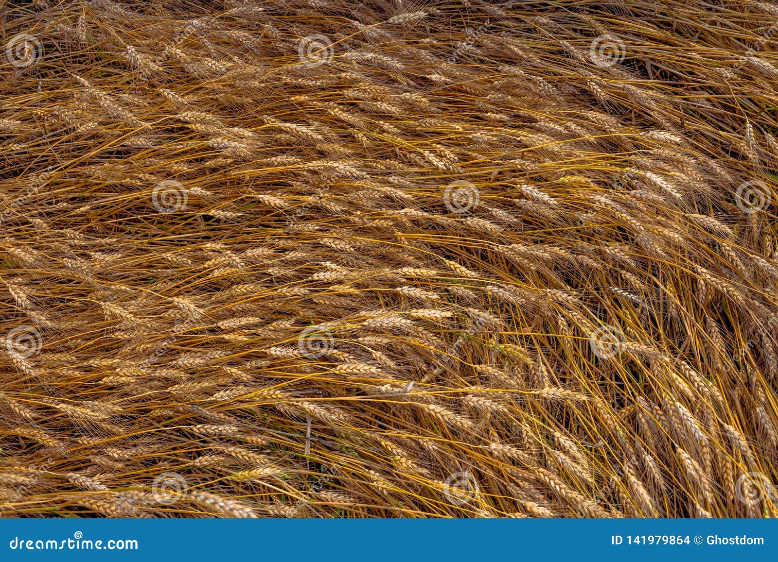 Fields of golden wheet stock photo. Image of sunset - 141979864