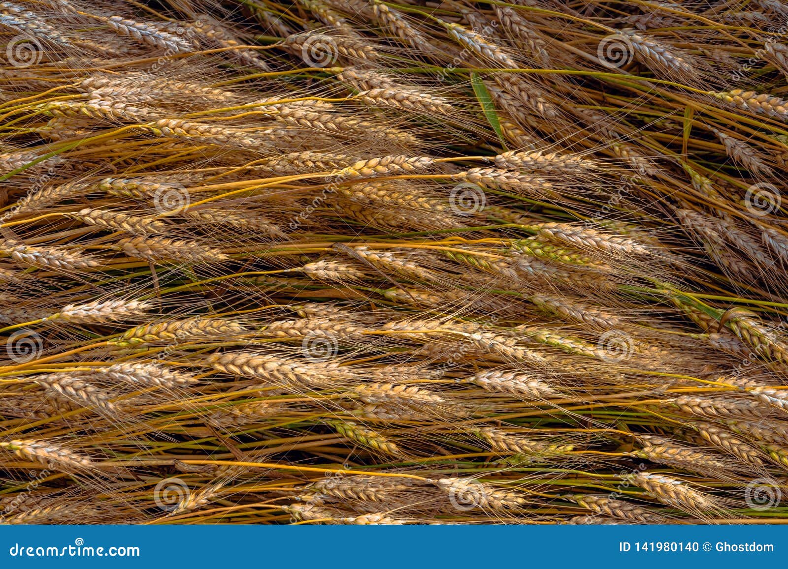 Fields of golden wheet stock photo. Image of evening - 141980140