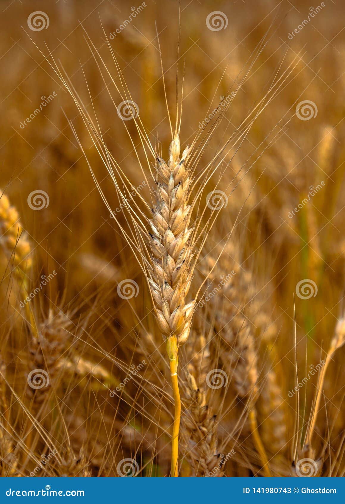 Fields of golden wheet stock image. Image of nature - 141980743