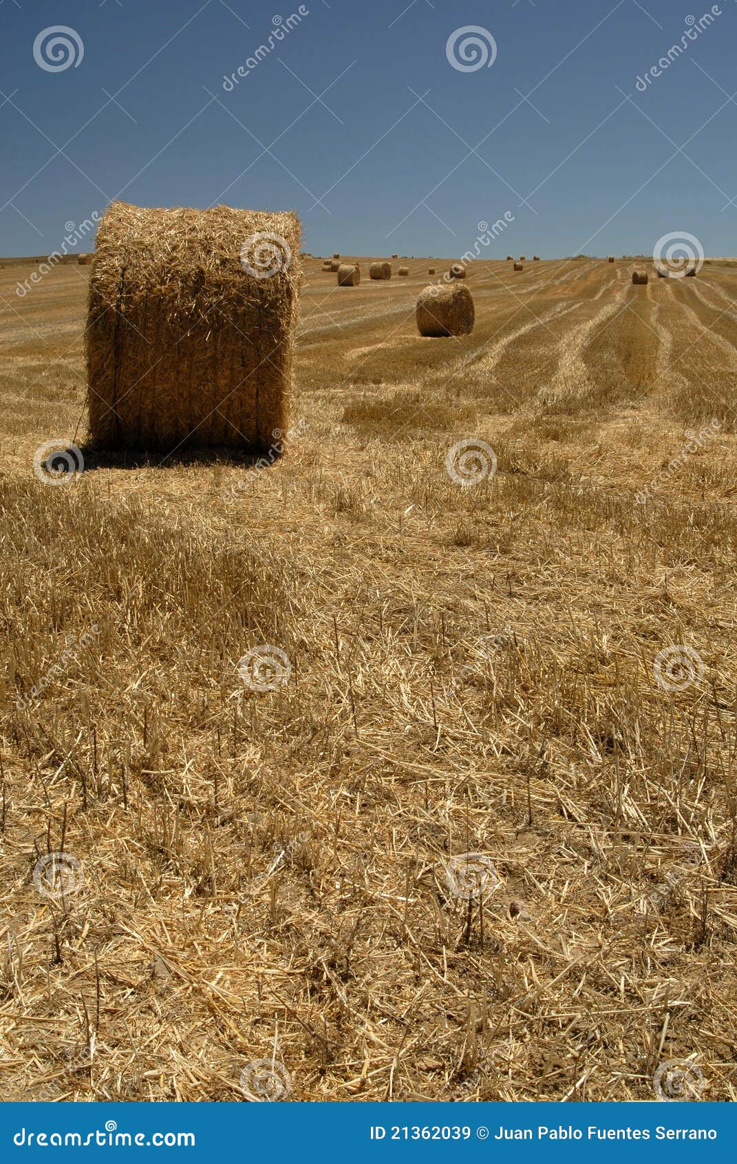 Fields of grain stock image. Image of views, nature, field - 21362039