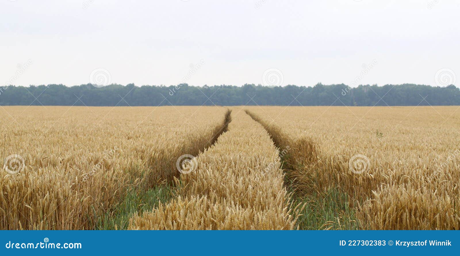 Fields and Grain from Which Bread is Made To Eat. Stock Image - Image ...