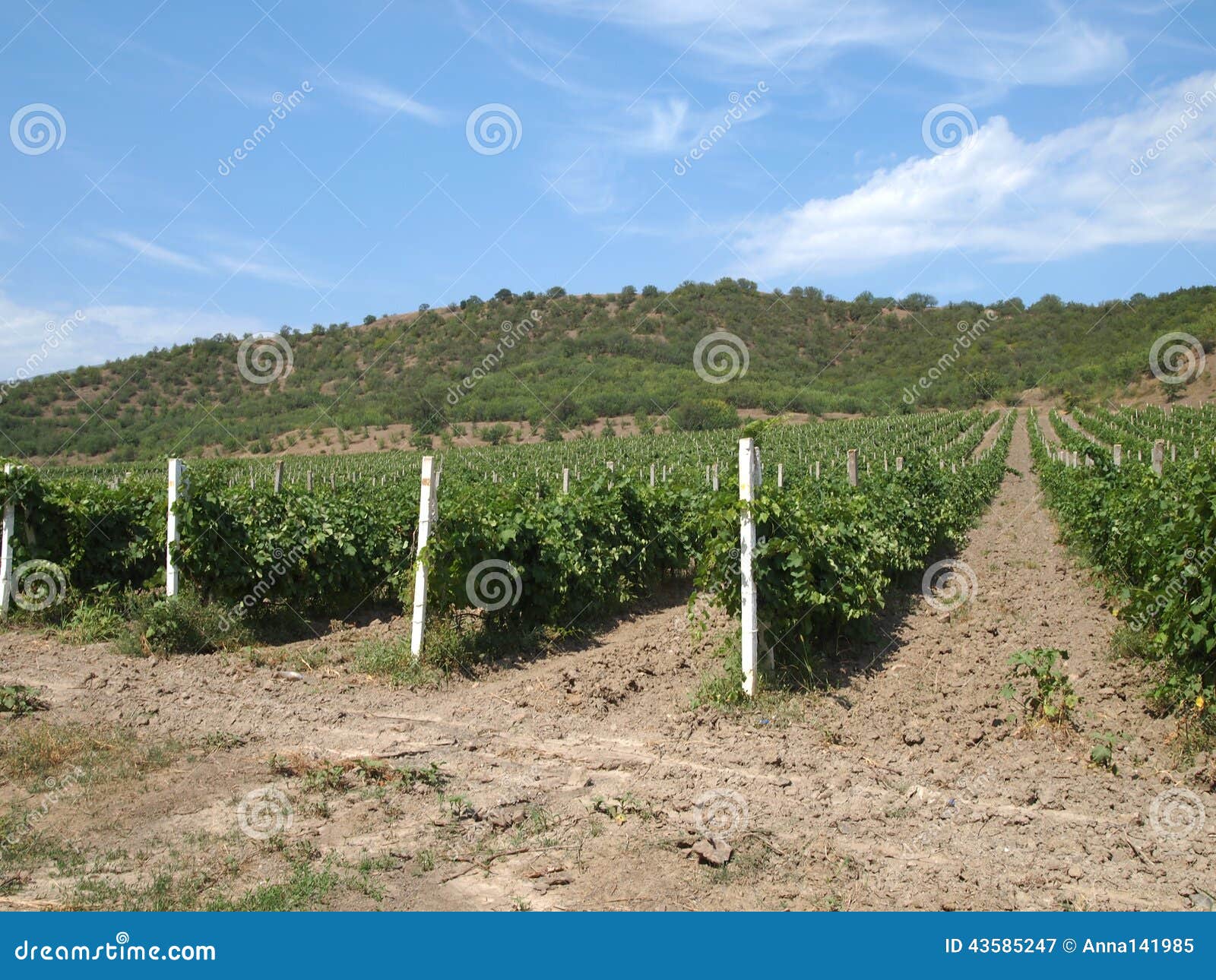 Fields of grape vines stock image. Image of growth, agriculture - 43585247