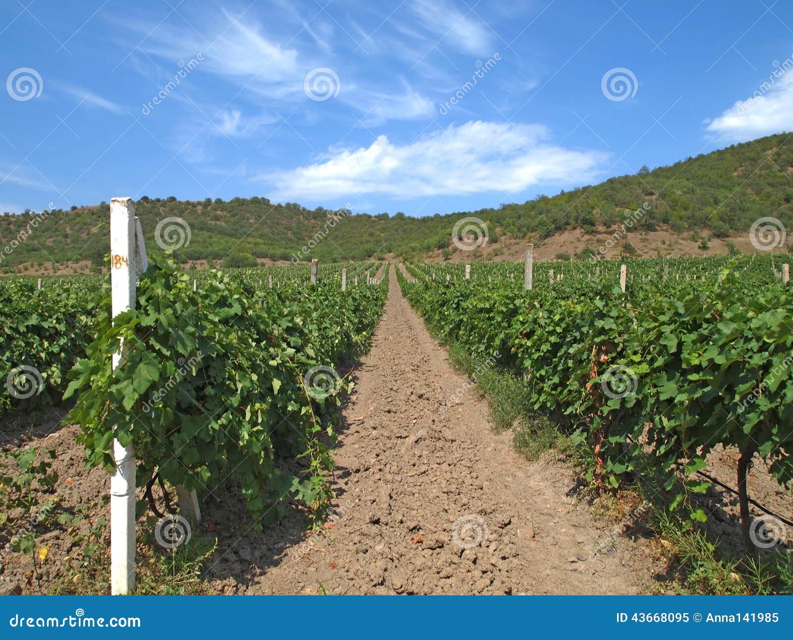 Fields of grape vines stock image. Image of field, cloud - 43668095