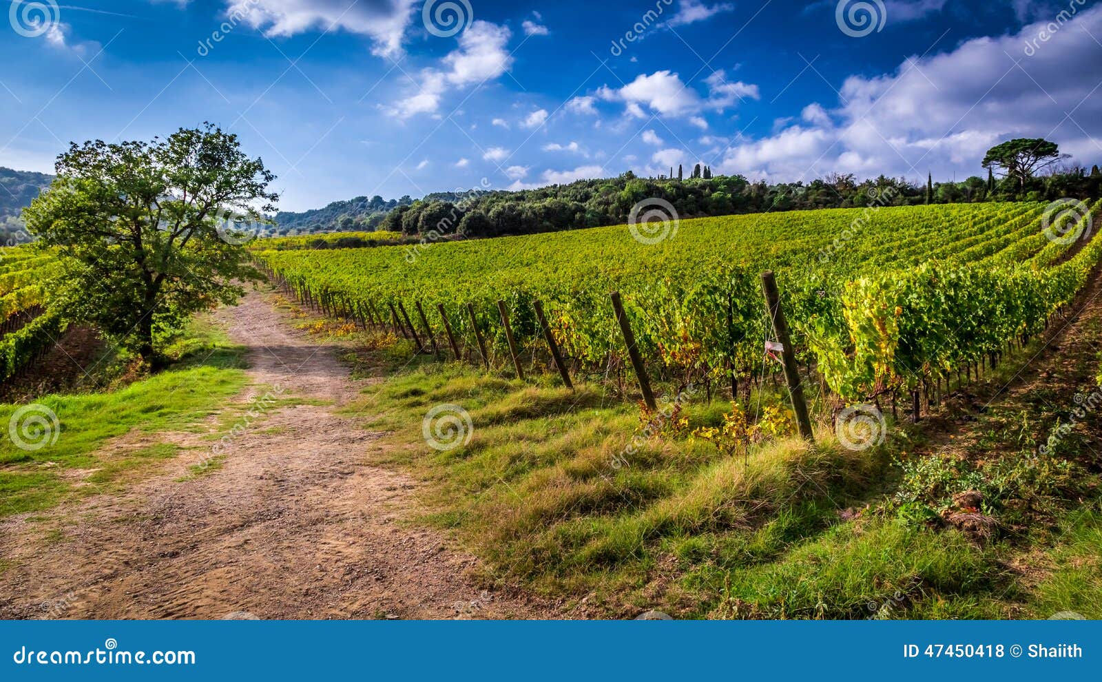 Fields of Grapes in Tuscany Stock Photo - Image of italian, grapes ...