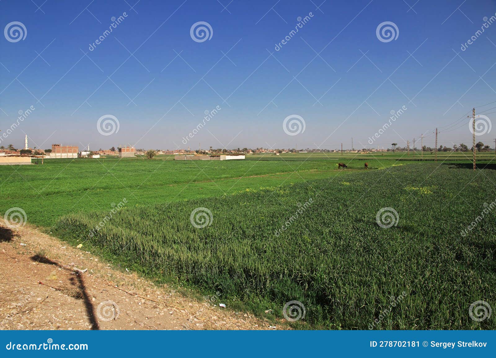 Fields of Grass in Abydos, Egypt, Africa Stock Image - Image of desert ...
