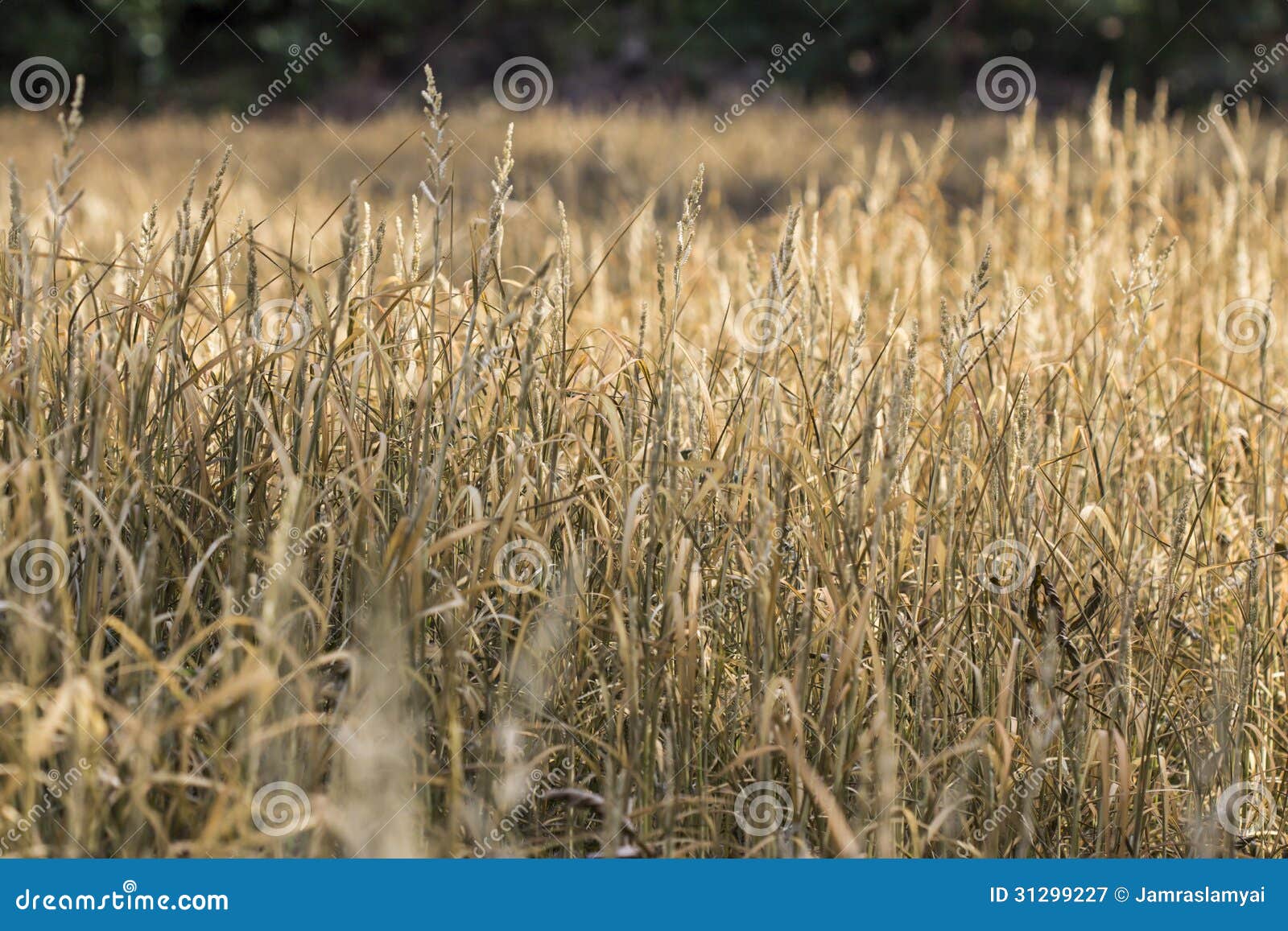 Fields of grass brown stock image. Image of bush, color - 31299227