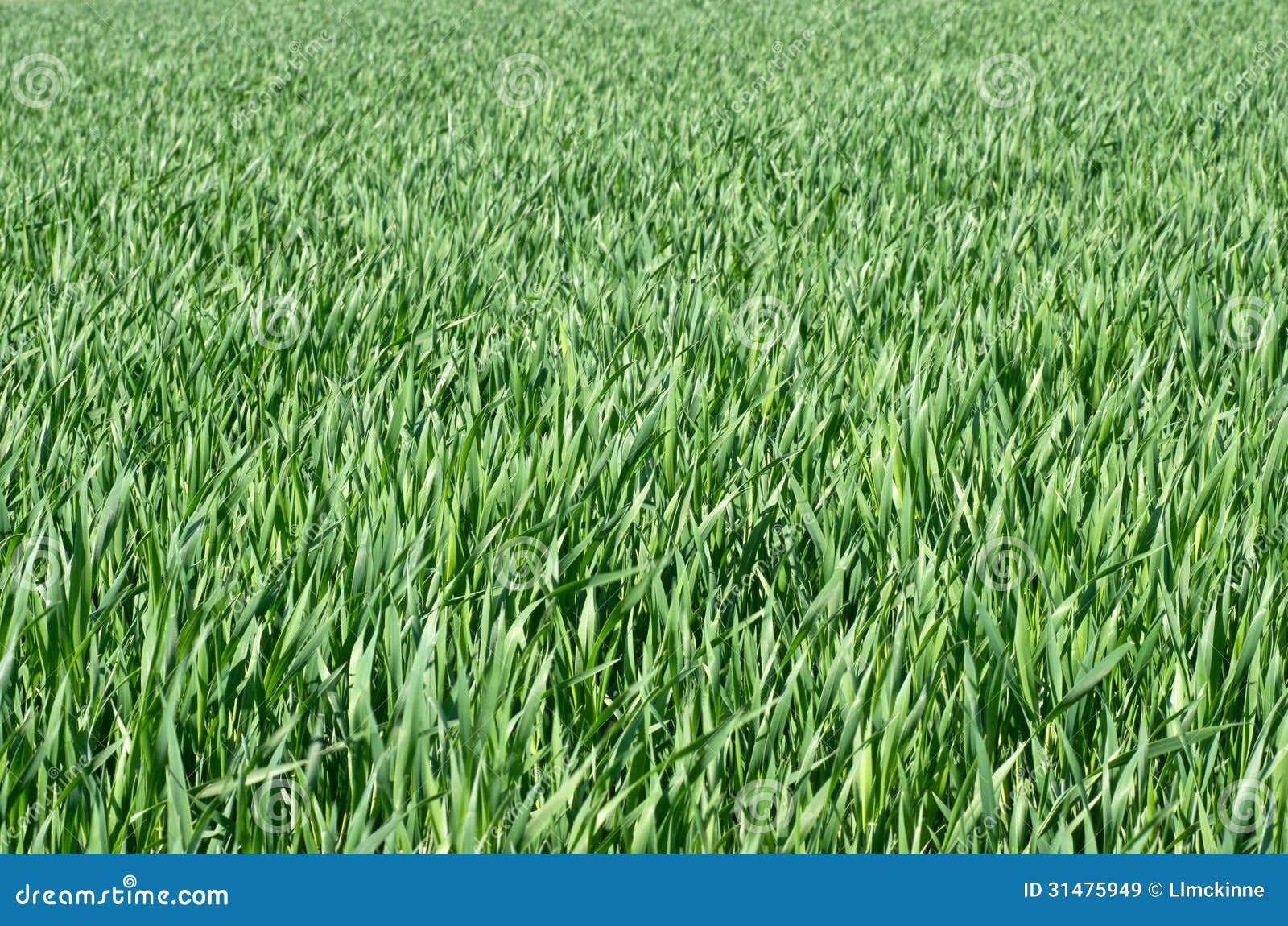 Fields of Grass stock image. Image of grasses, fields - 31475949