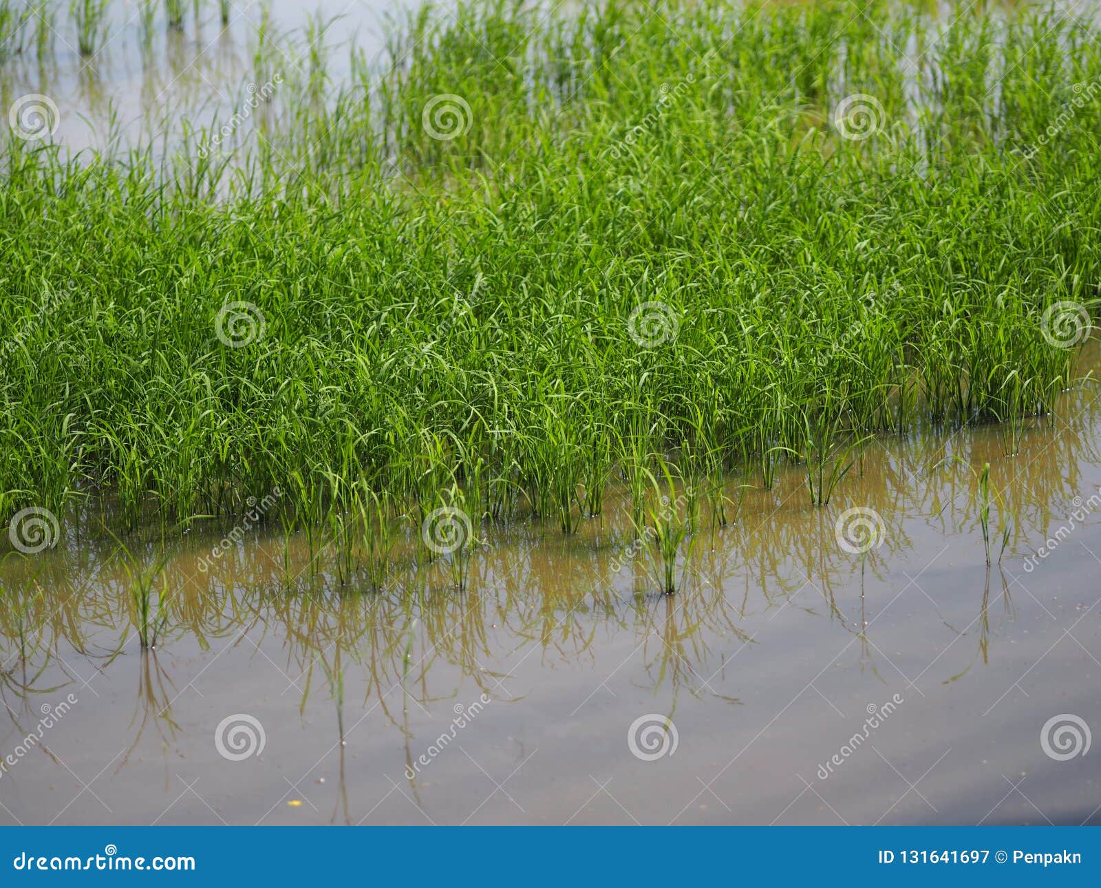 Nature Rice Tree Grassy Lush Verdancy Verdant Verdantly Verdure ...