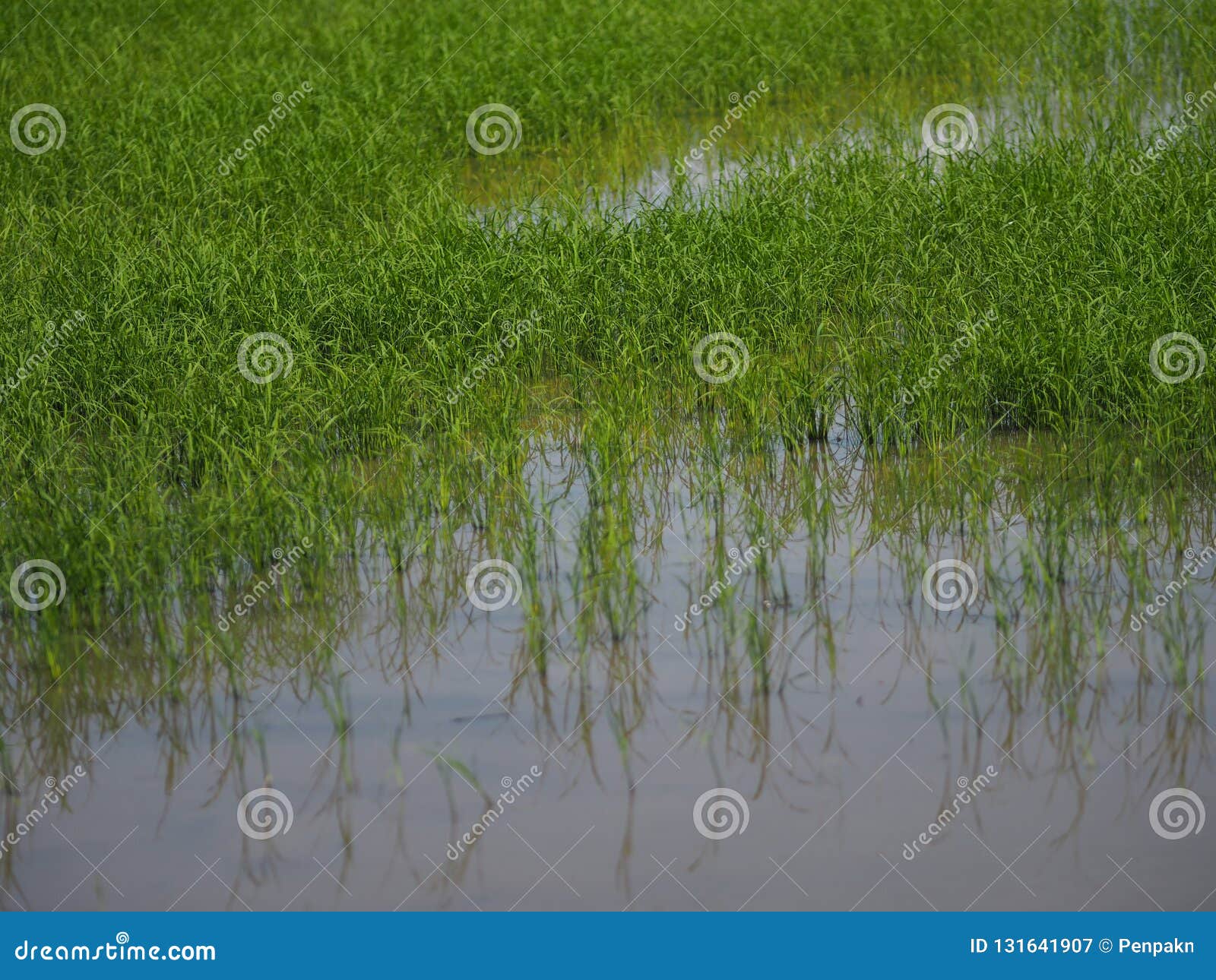 Nature Rice Tree Grassy Lush Verdancy Verdant Verdantly Verdure ...