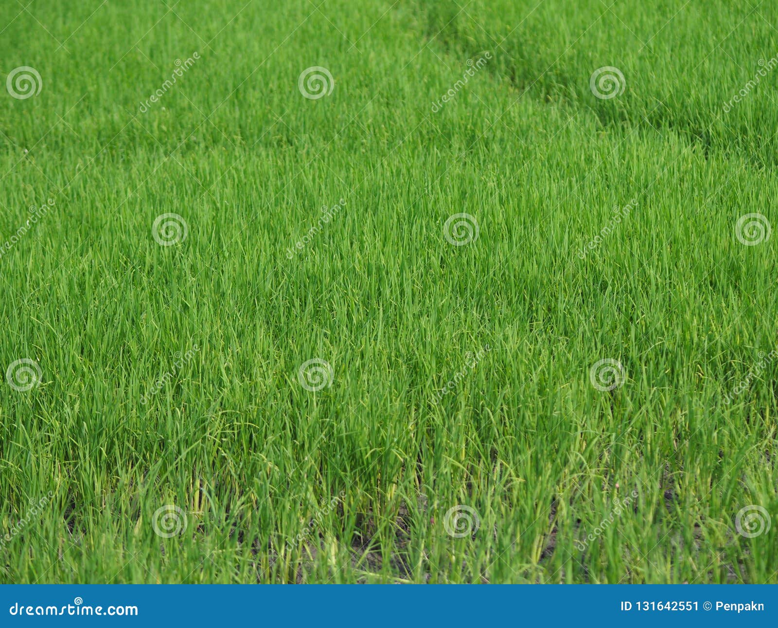 Nature Rice Tree Grassy Lush Verdancy Verdant Verdantly Verdure ...