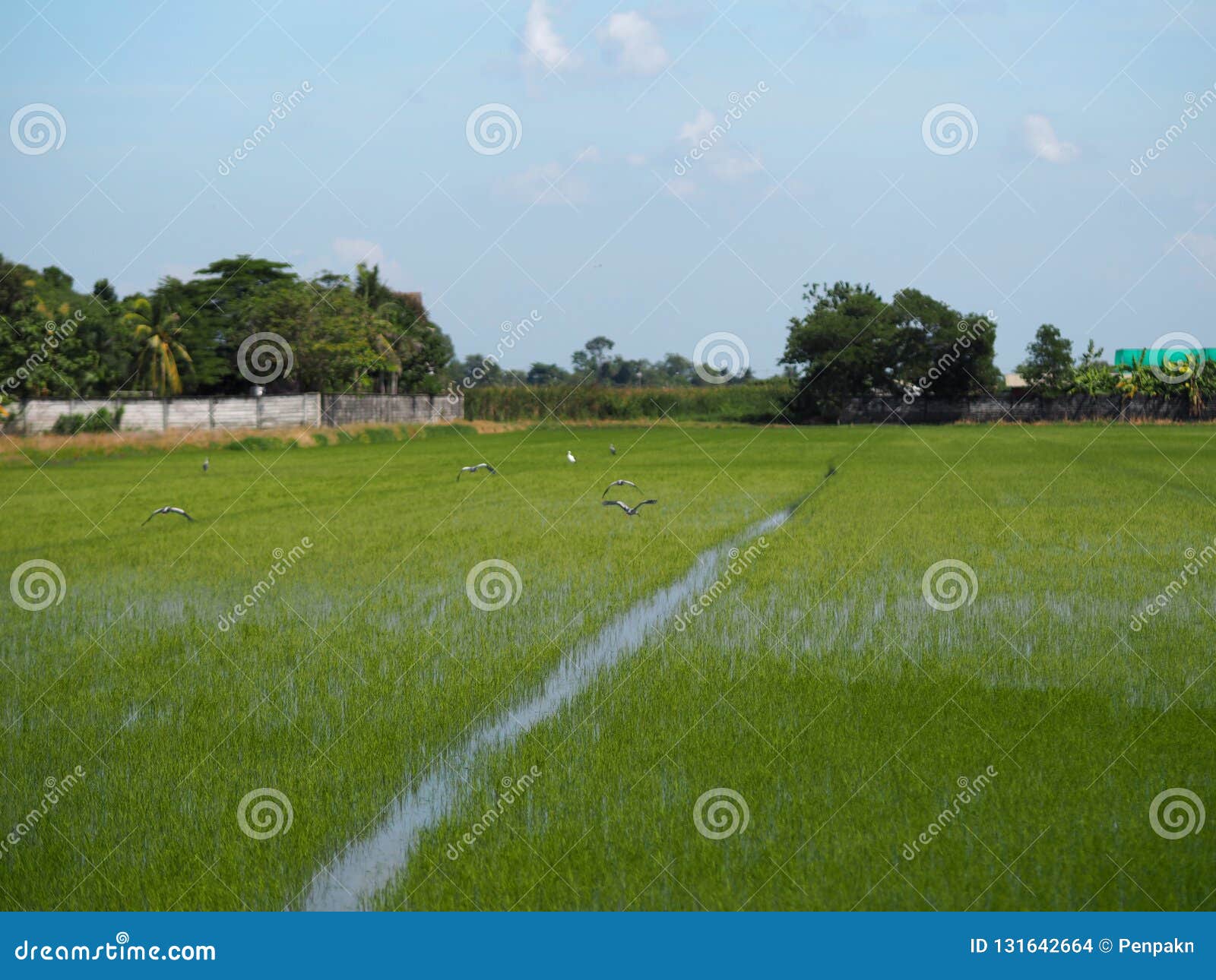 Nature Rice Tree Grassy Lush Verdancy Verdant Verdantly Verdure ...