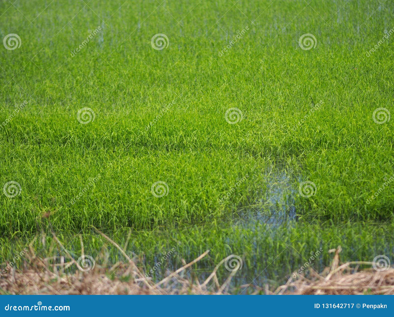 Nature Rice Tree Grassy Lush Verdancy Verdant Verdantly Verdure ...