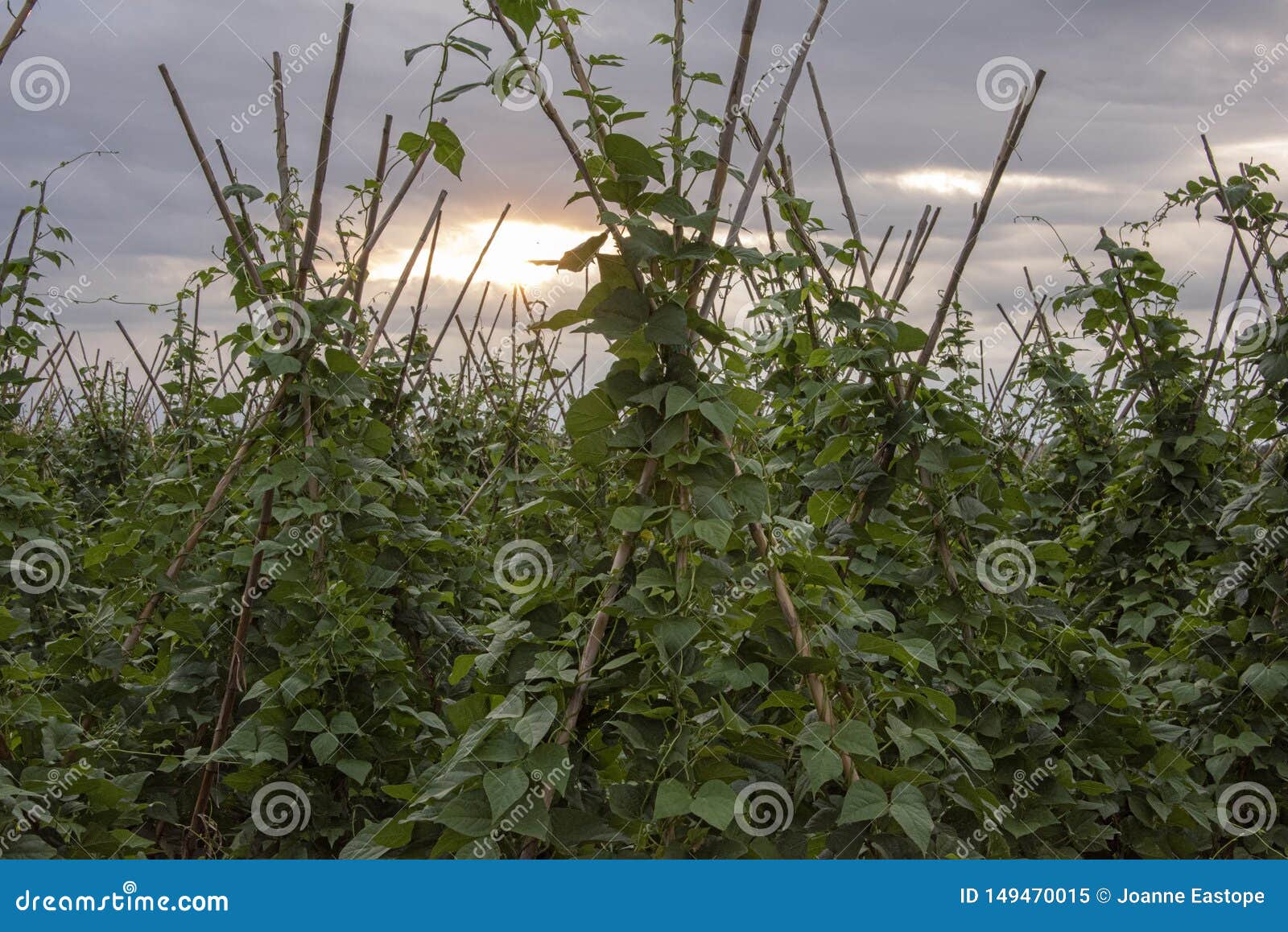 Fields of green beans stock image. Image of crop, french - 149470015
