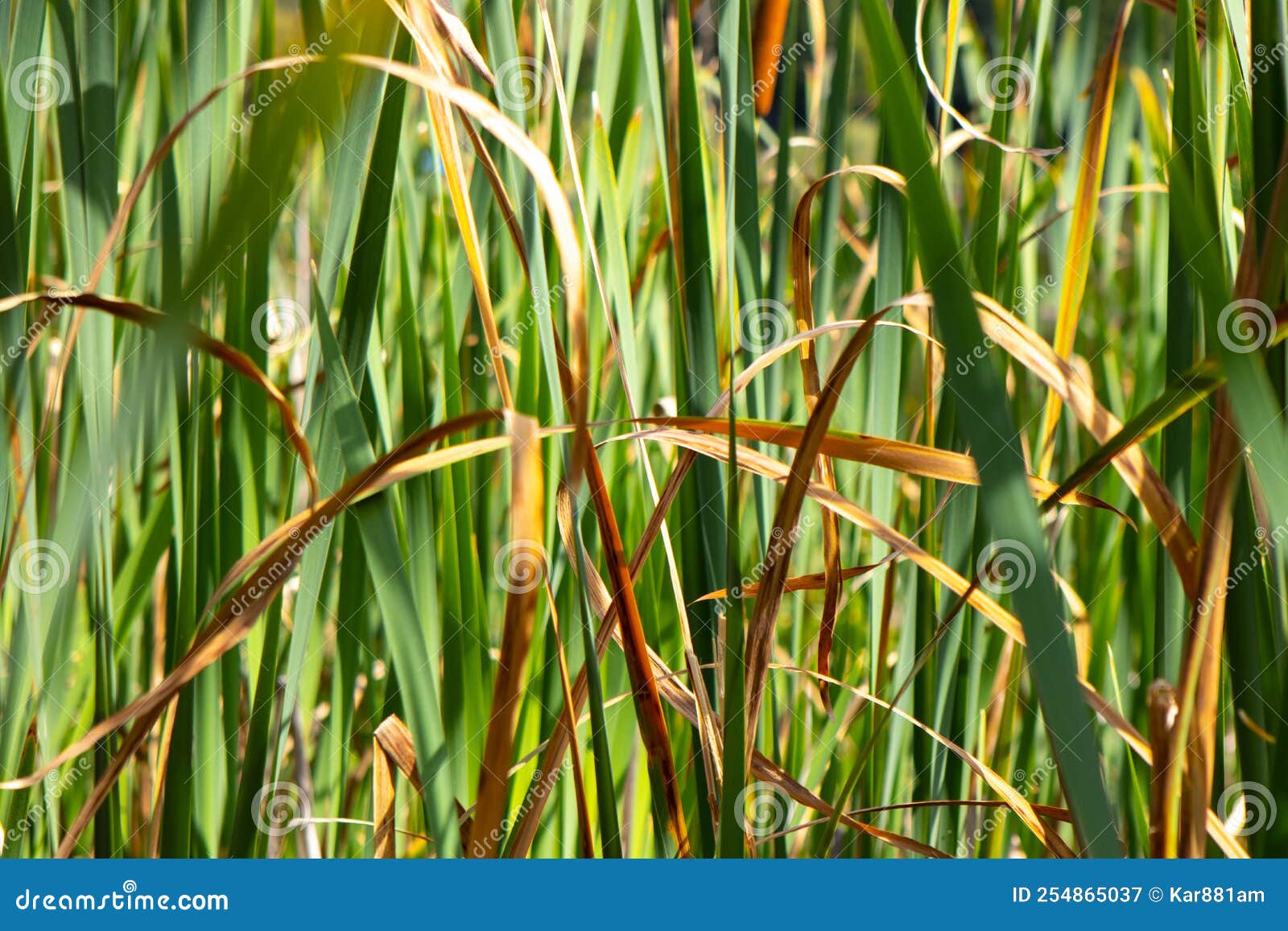 Fields with Green and Orange Grass Stock Image - Image of beauty, cloud ...