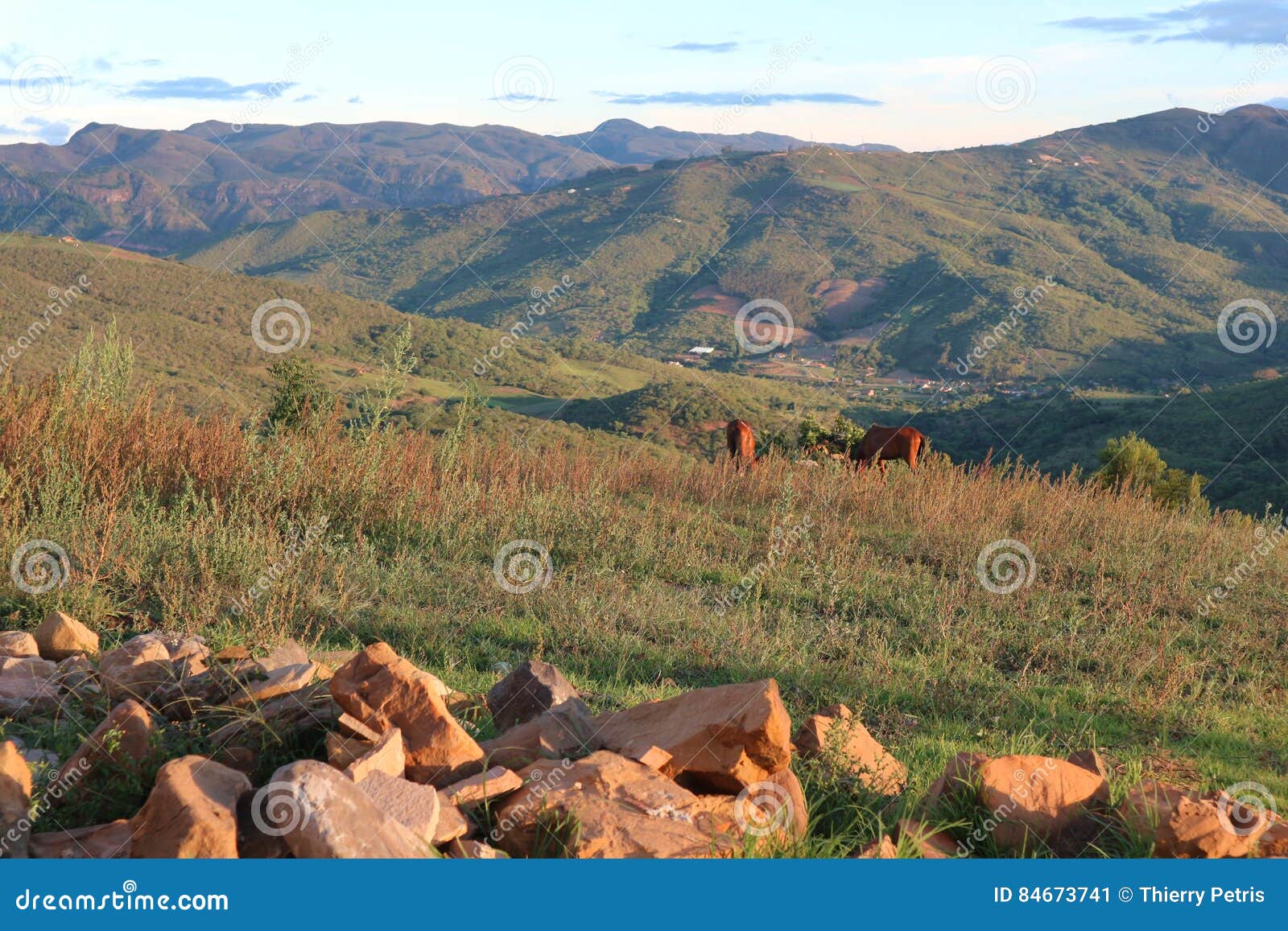 Bucolic Fields stock image. Image of vegetation, light - 84673741