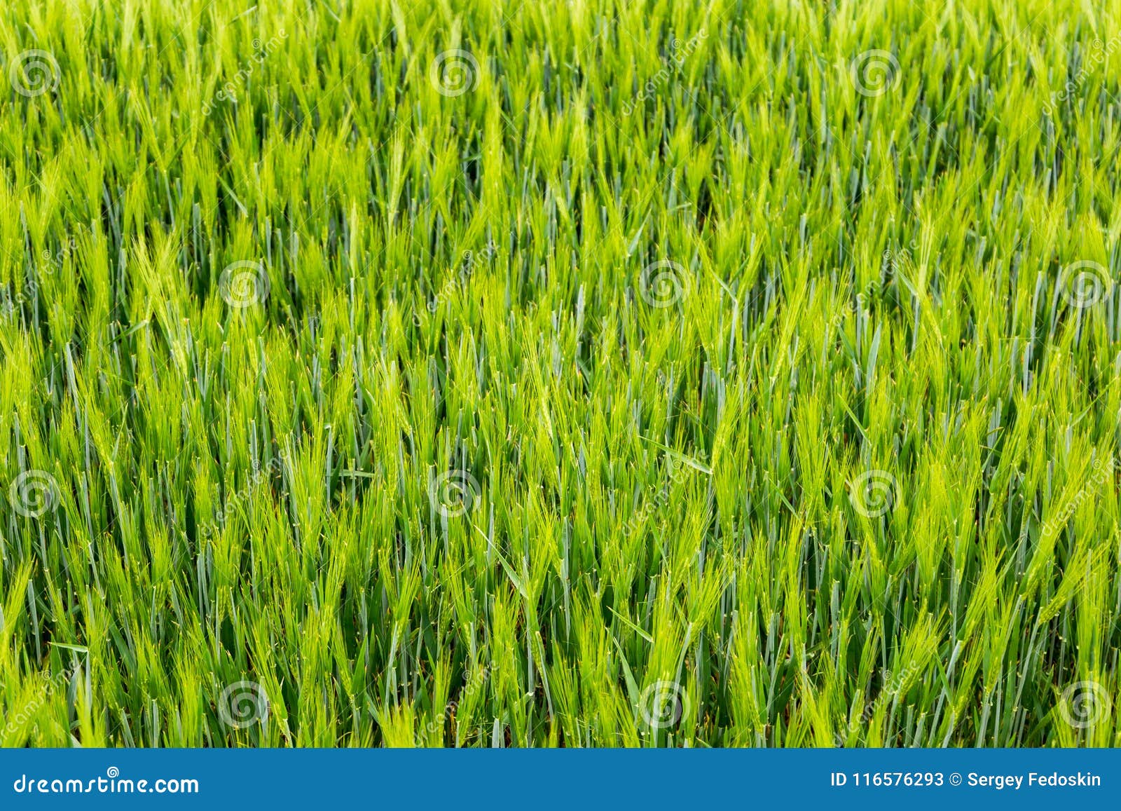 Fields of green wheat stock image. Image of flour, grain - 116576293