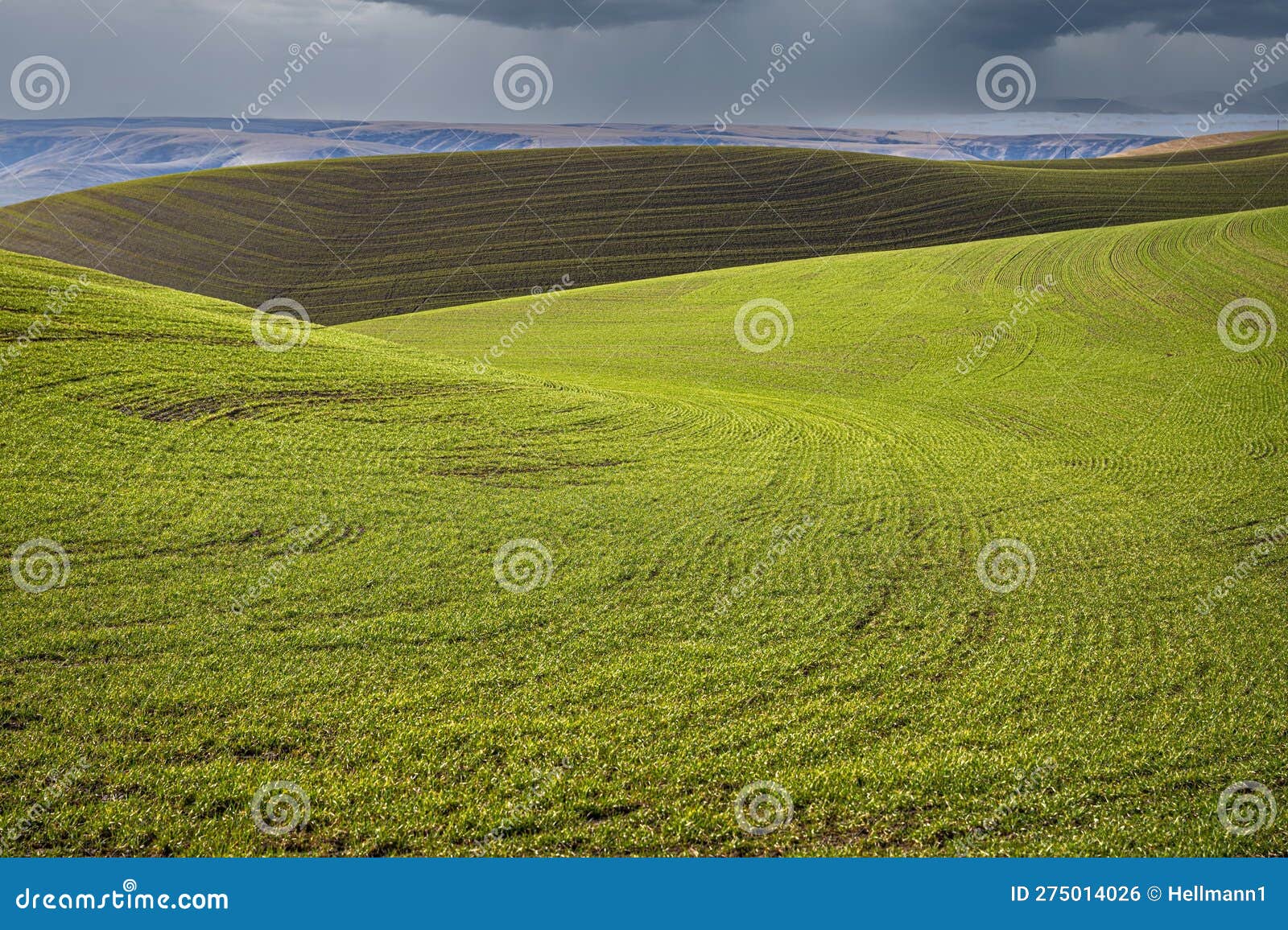 Fields with Growing Crops stock photo. Image of meadow - 275014026