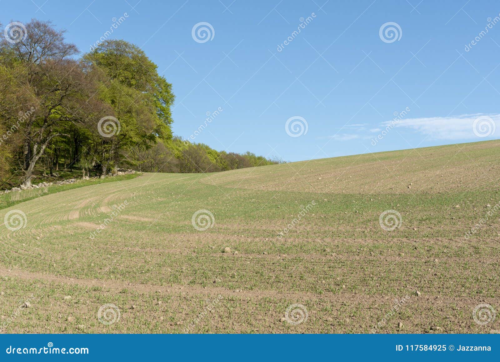 Fields of Growing Crops in Spring Stock Image - Image of farm ...