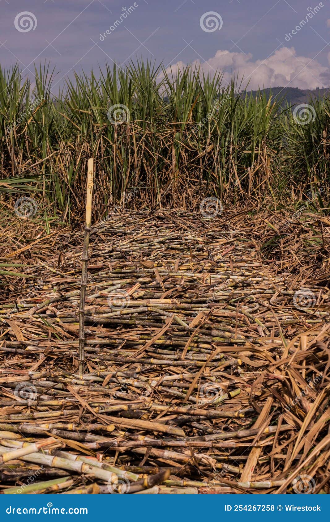 Fields of Harvesting Sugar Cane Stock Photo - Image of harvesting ...