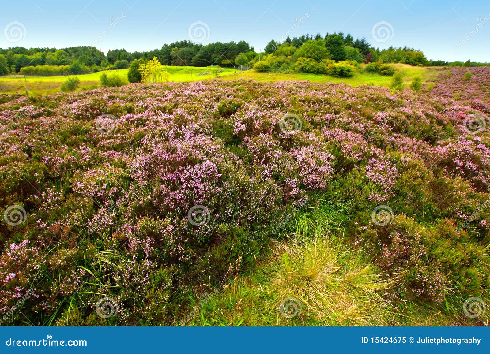 Fields of heather stock image. Image of blooming, landscape - 15424675