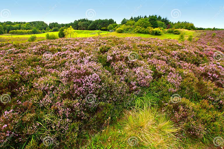 Fields of heather stock image. Image of blooming, landscape - 15424675