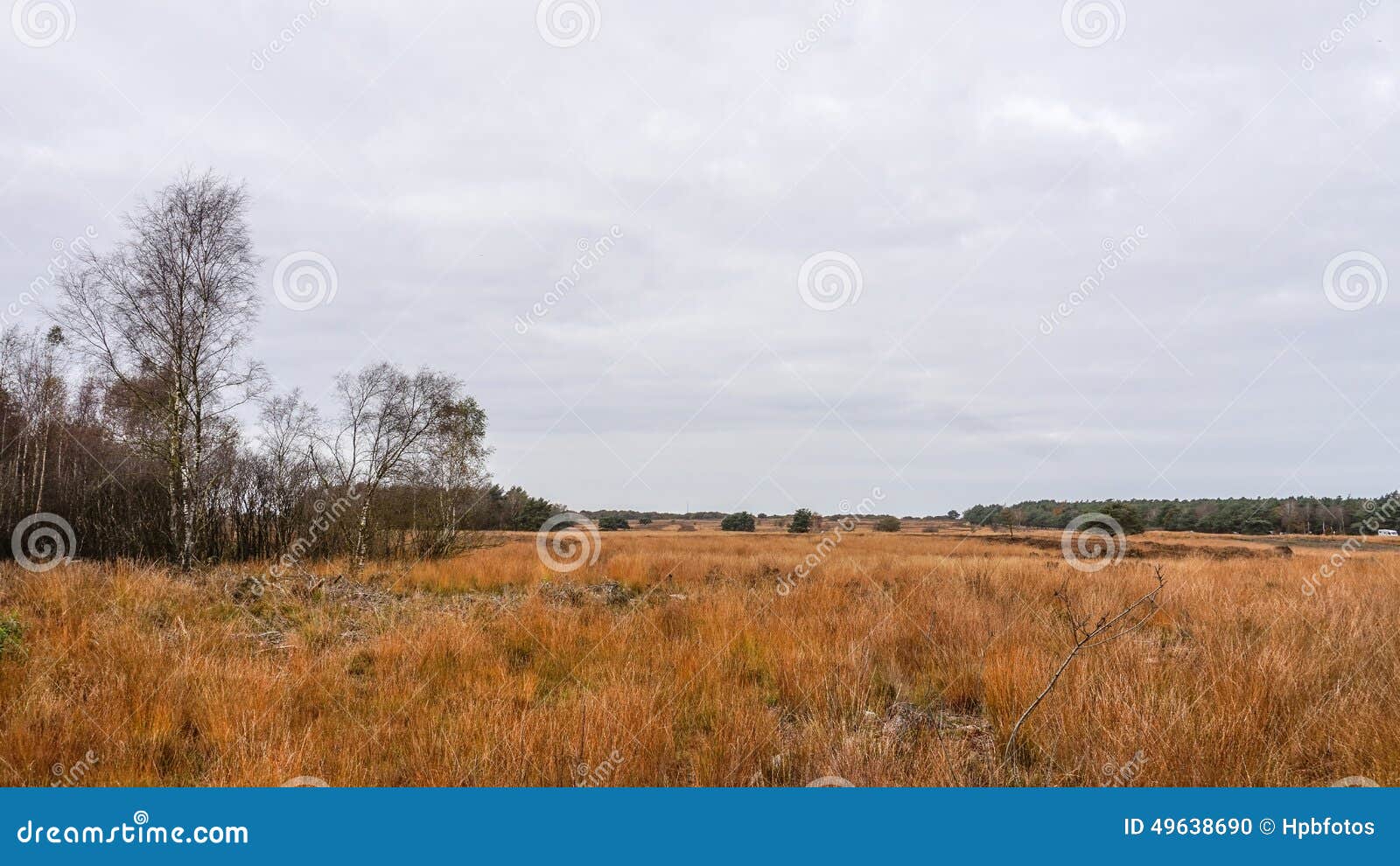 Fields of Heather in the Fall Stock Photo - Image of dusk, landscape ...