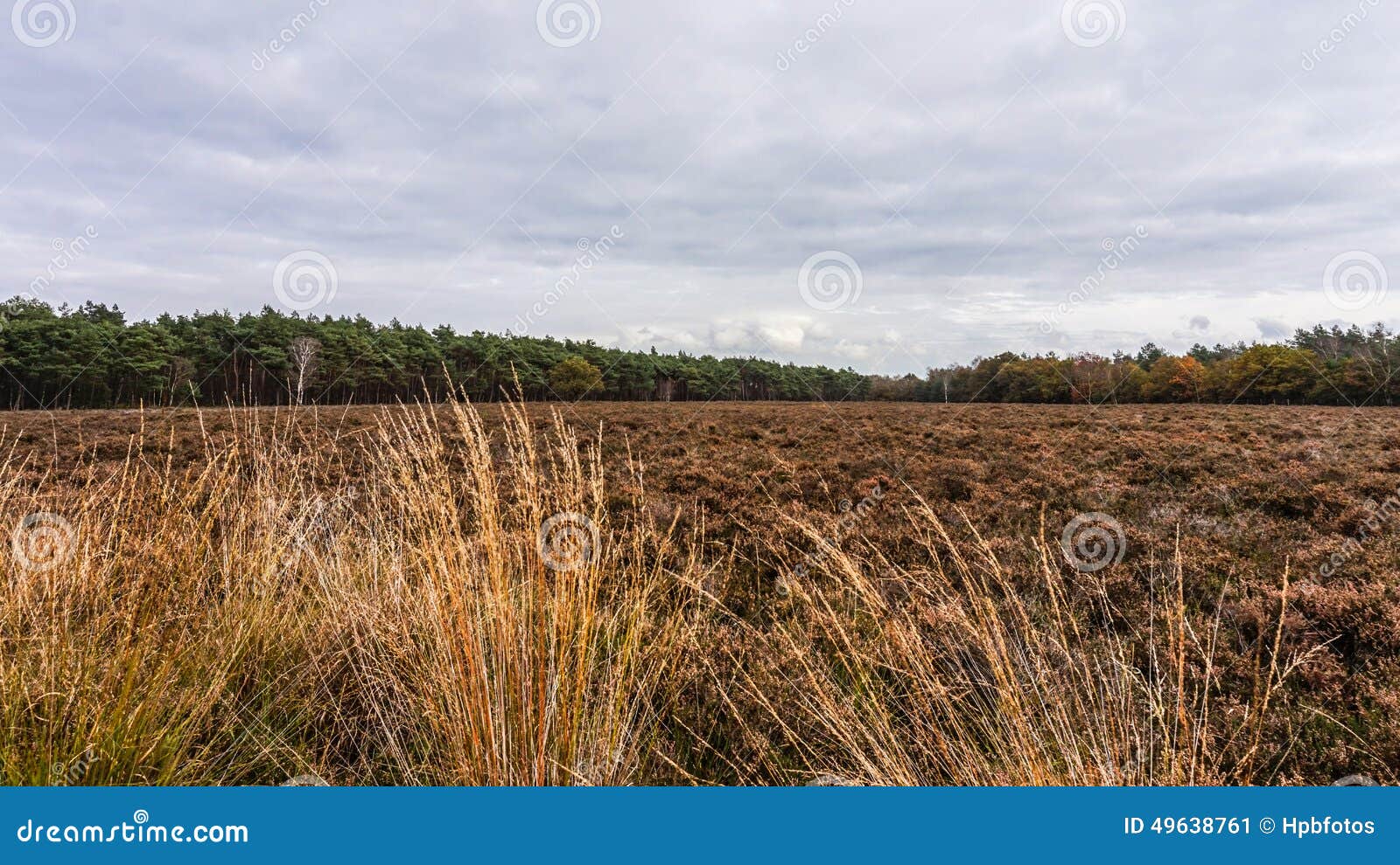 Fields of Heather in the Fall Stock Image - Image of heather, province ...