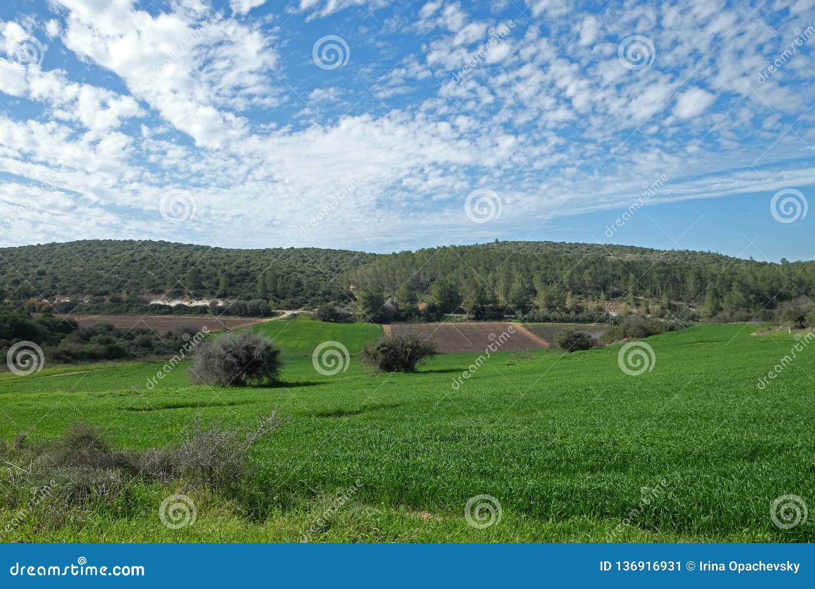 Fields, Hills and Beautiful Sky in Judea, Israel Stock Image - Image of ...
