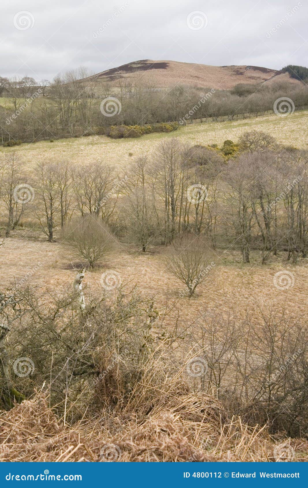 Fields and Hillside in Fall Stock Photo - Image of fall, hillsides: 4800112