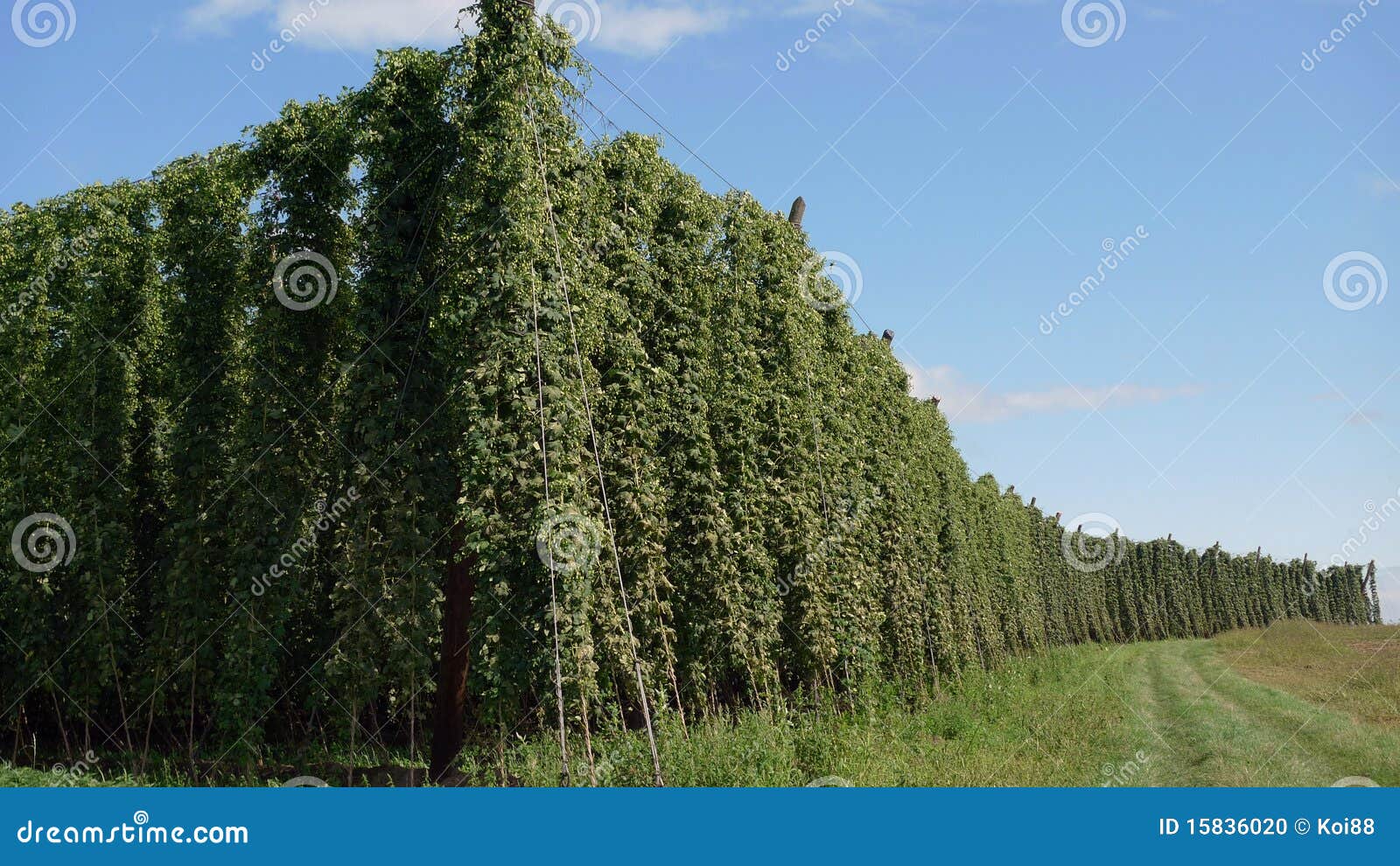 Fields of Hops stock photo. Image of spice, germany, nature - 15836020