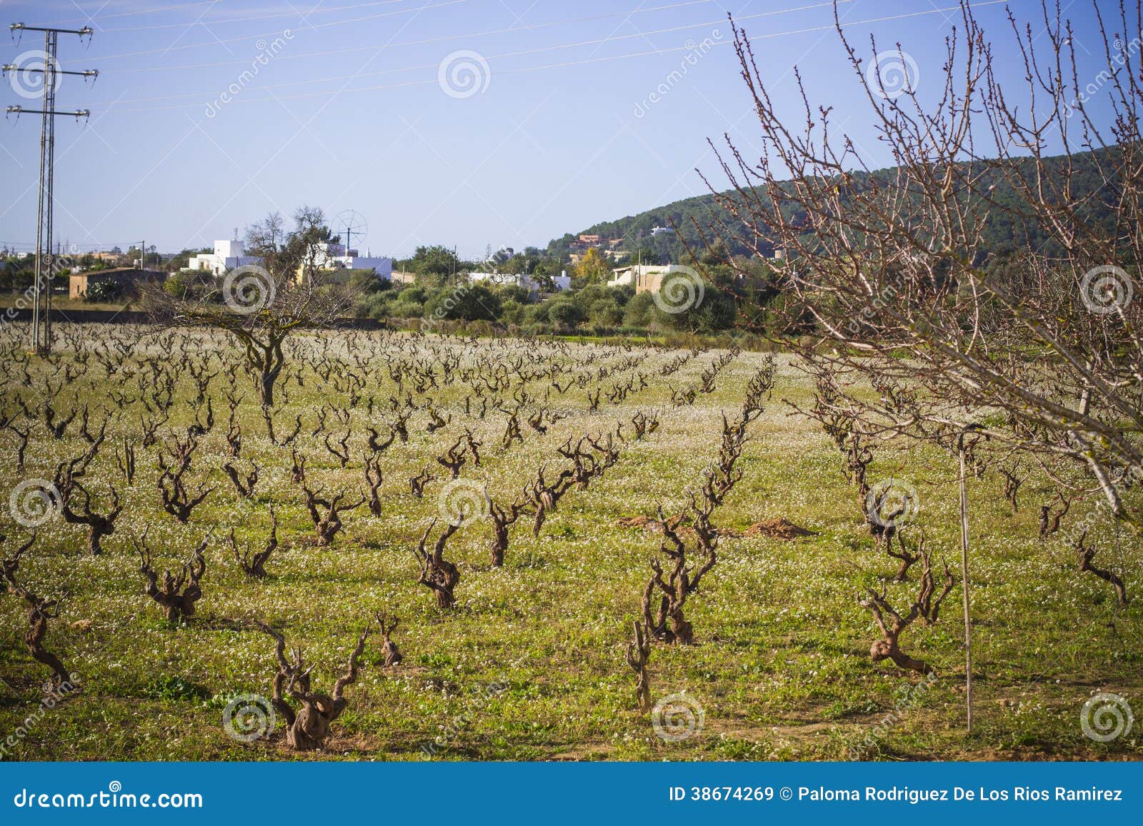 Fields of Ibiza in Spring, Spain Stock Image - Image of simple, nature ...