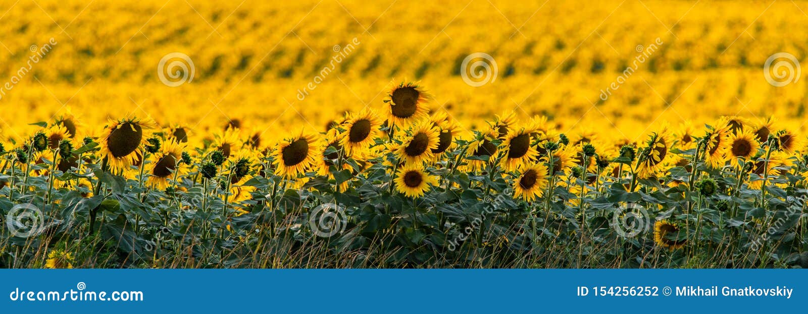 Fields with an Infinite Sunflower. Agricultural Field Stock Photo ...