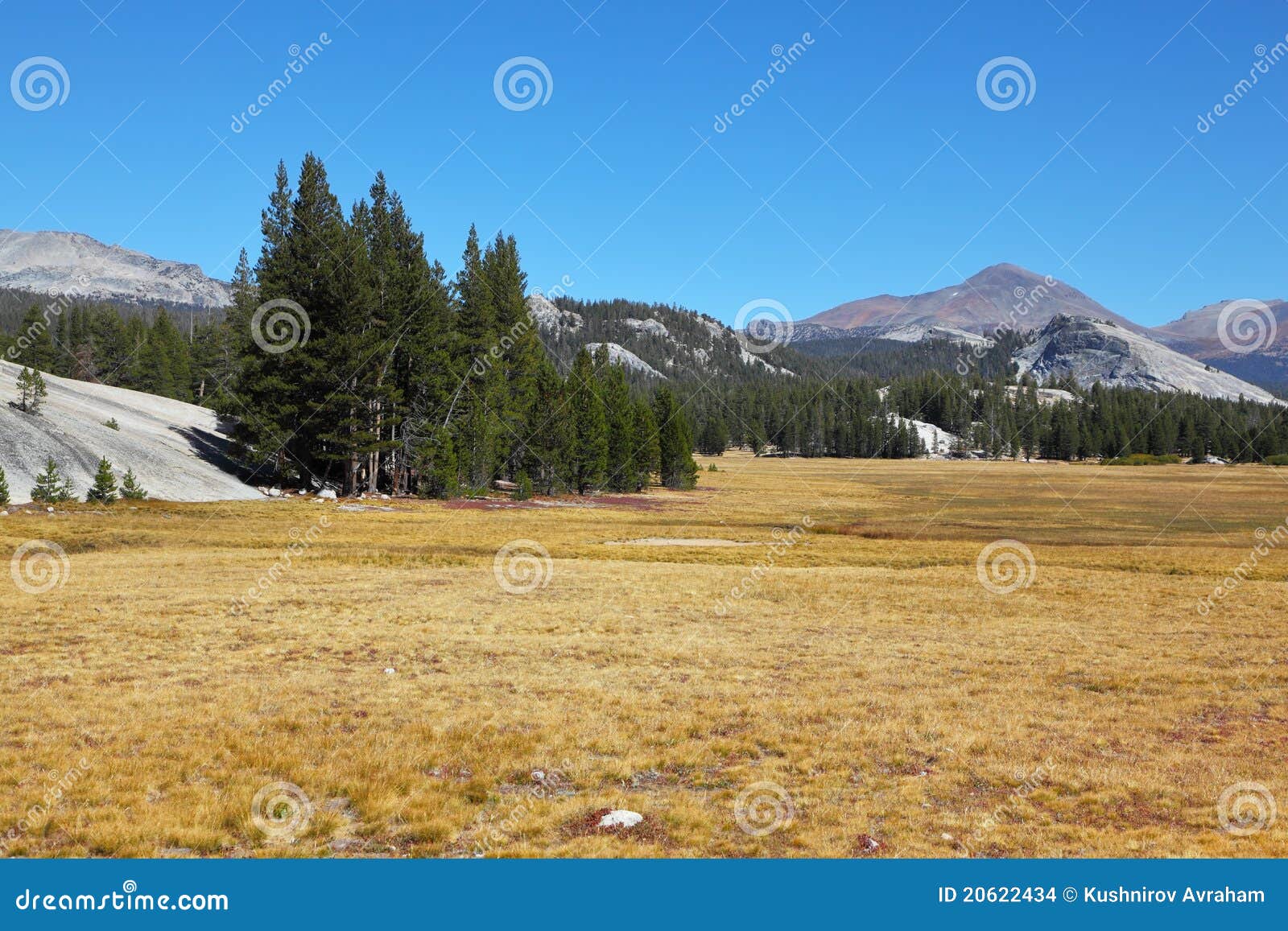 Fields in Iosemite National Park Stock Photo - Image of tree, valley ...