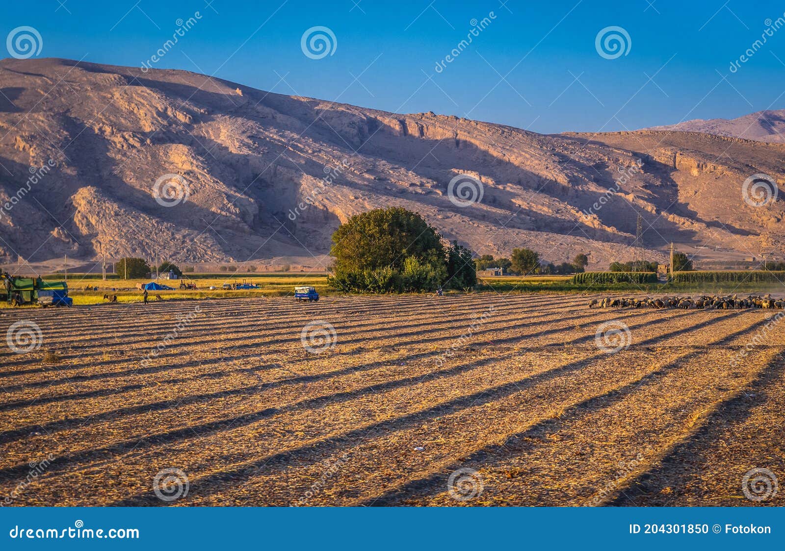 Field in Fars Province, Iran Editorial Image - Image of scenic, iranian ...